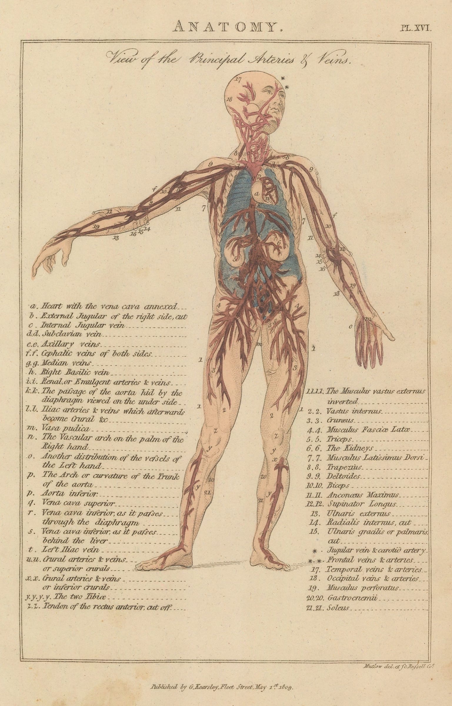 John Good, Anatomy - Arteries & Veins, 1813 | The Map House