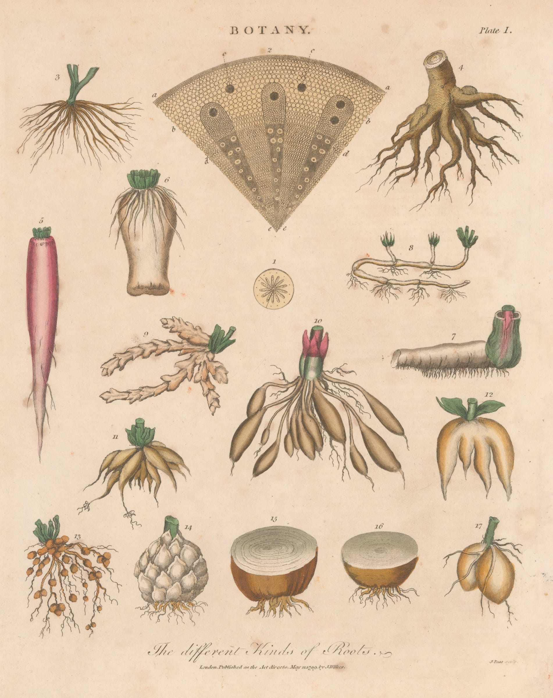 John Wilkes, Botany - Roots, 1810 | The Map House