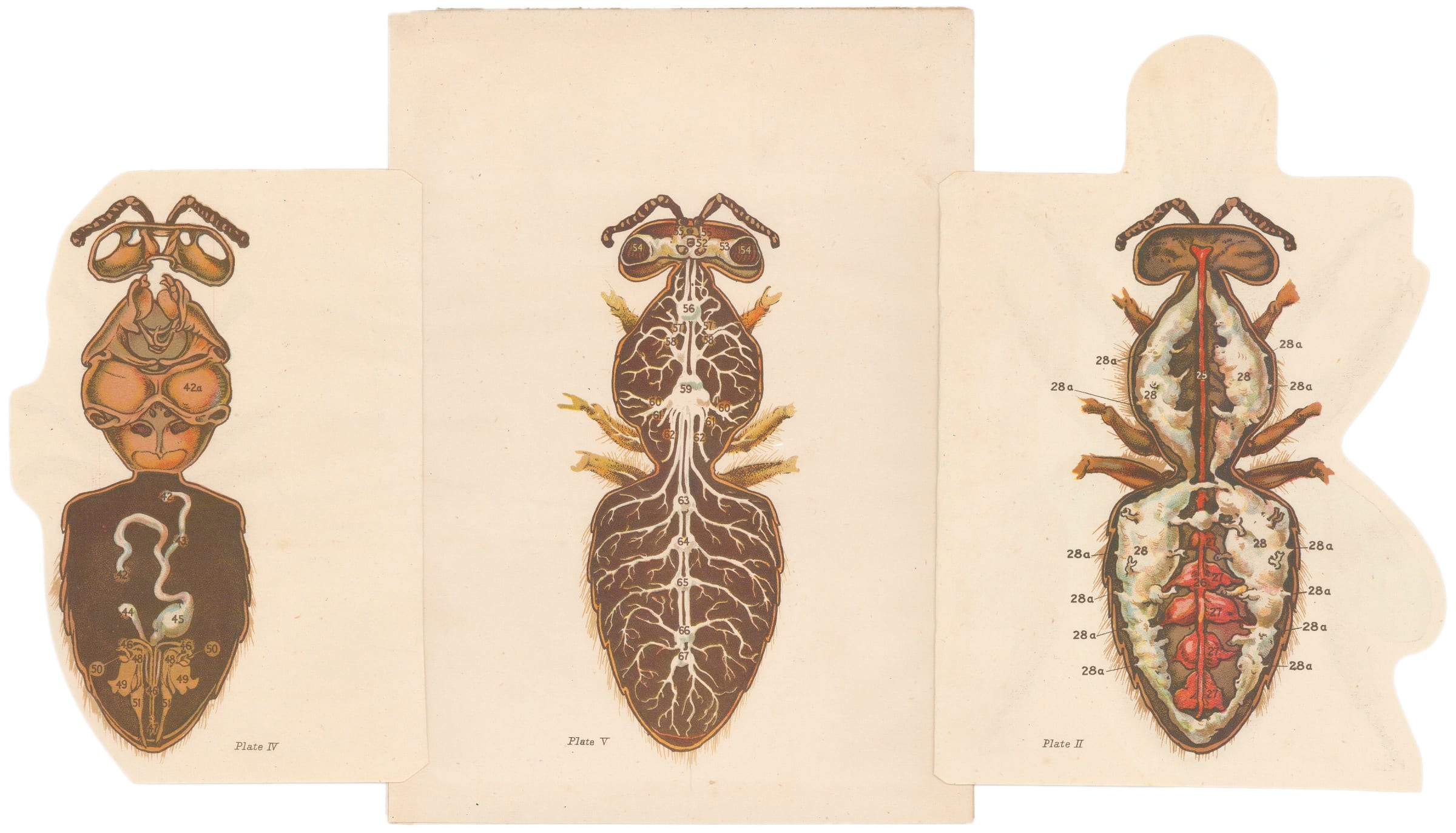 George Newnes Ltd, Bees - Bee Anatomy, 1951 c. | The Map House