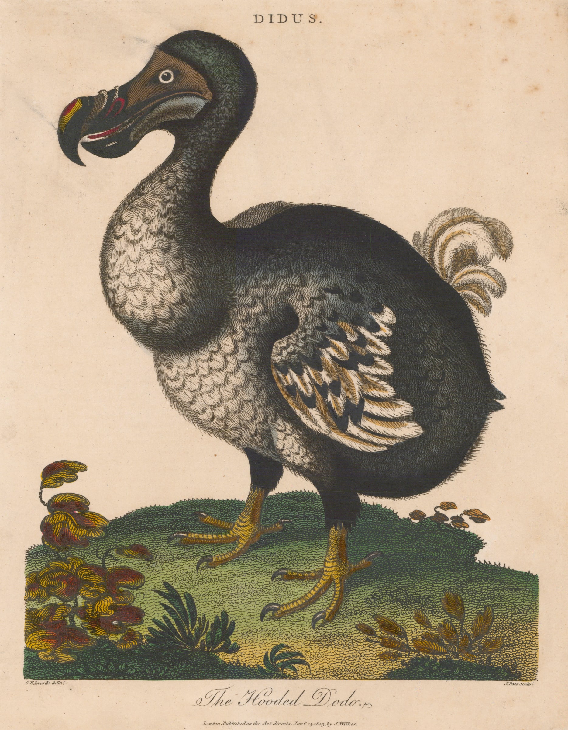 John Wilkes, Dodo - Hooded Dodo, 1810 | The Map House