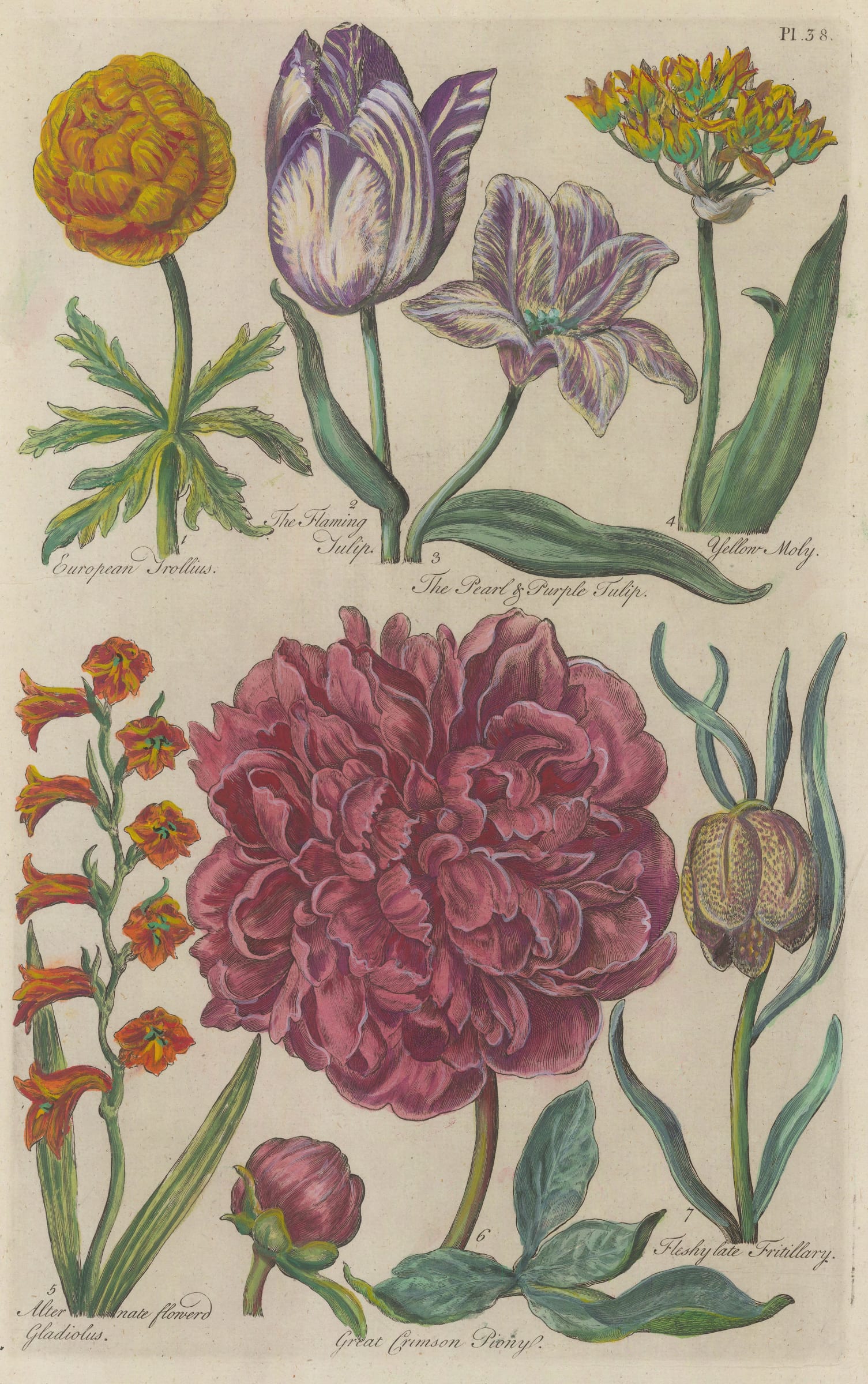 John Hill, Varieties - Framed, 1757 | The Map House