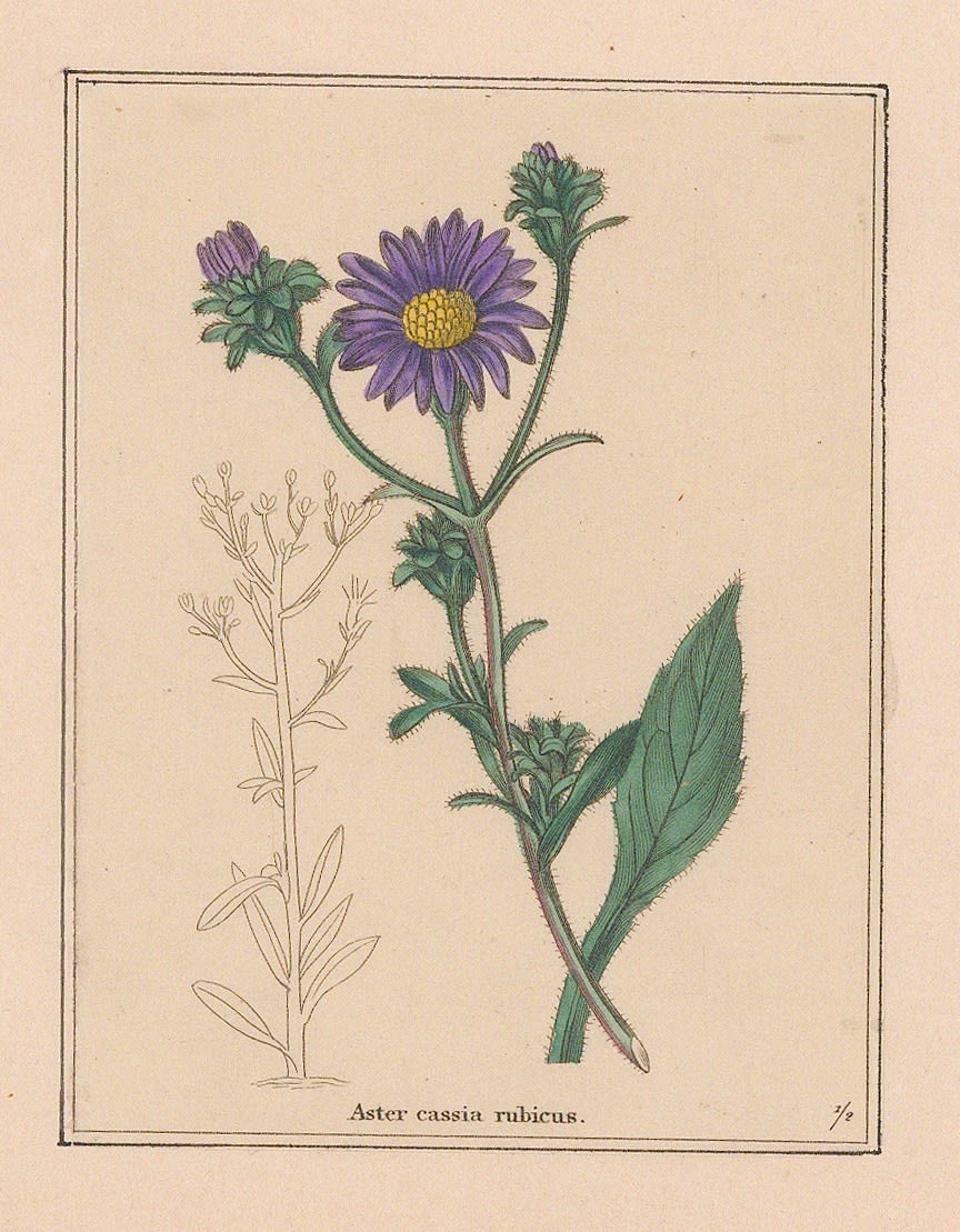 Benjamin Maund, Aster, 1832 c | The Map House