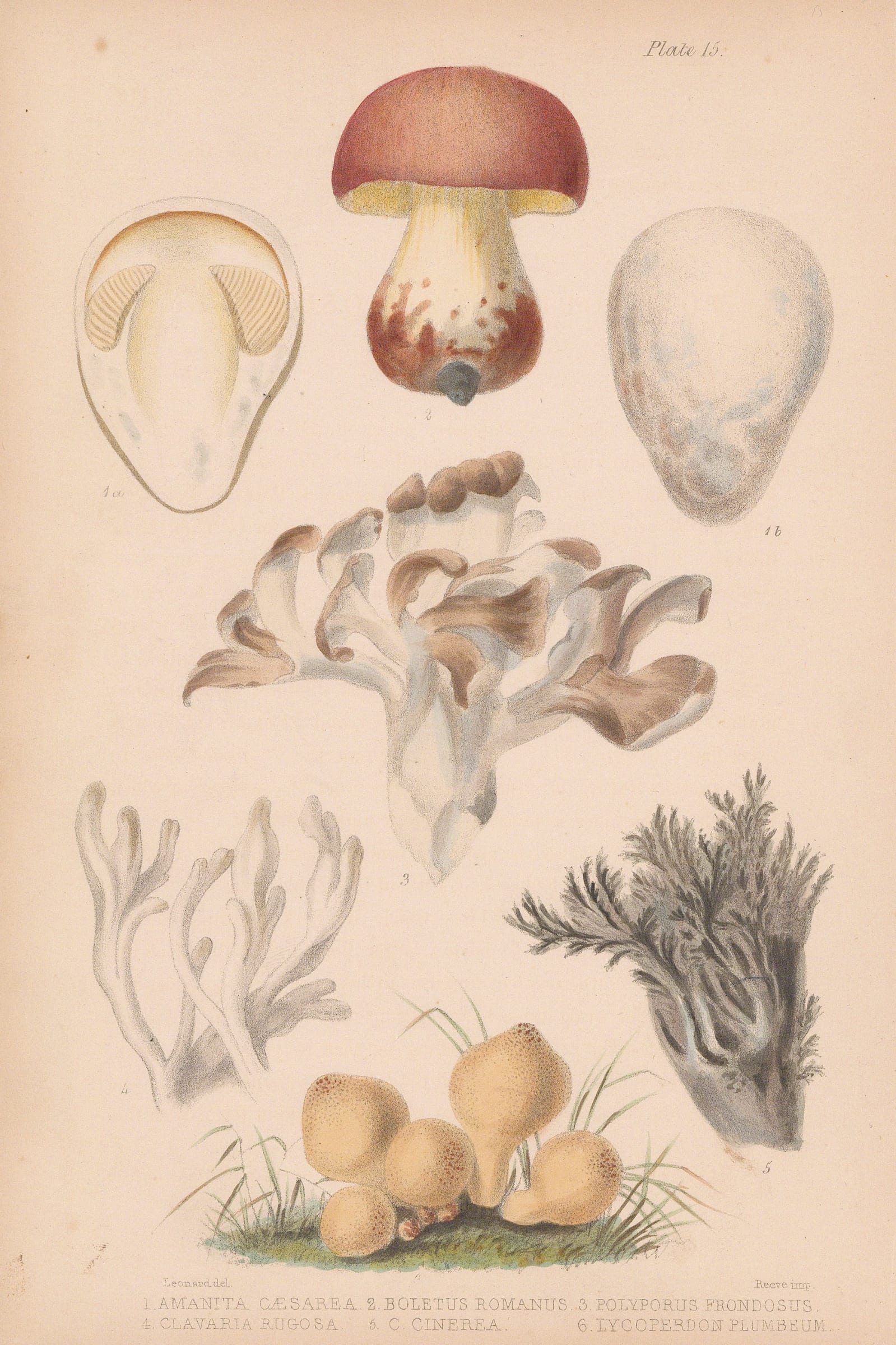 Charles Badham, Mushrooms - English Fungi, 1863 | The Map House
