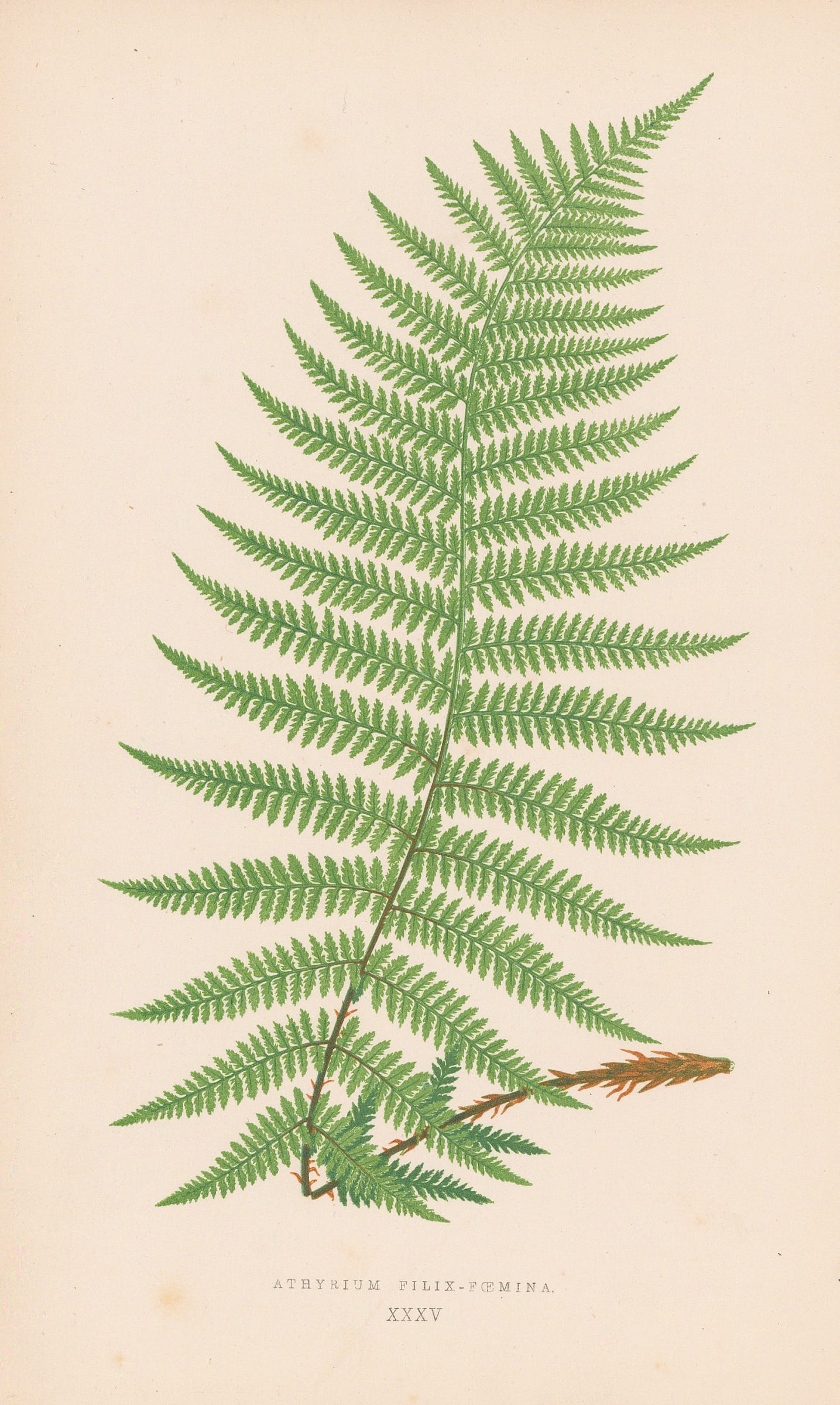 Edward Joseph Lowe, Ferns, 1868 | The Map House