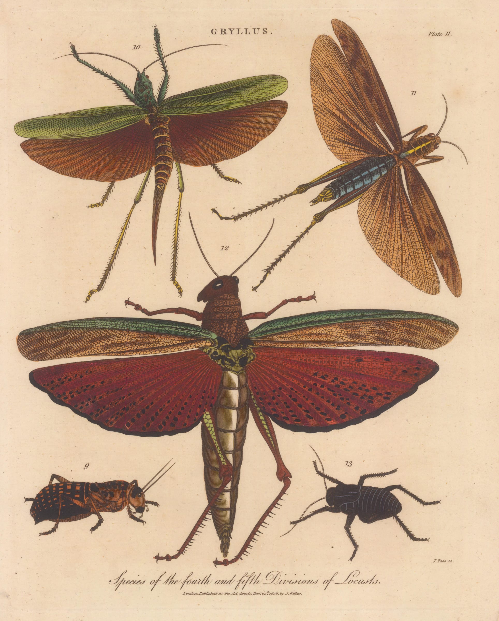 John Wilkes, Insects - Locusts (Gryllus), 1811 | The Map House