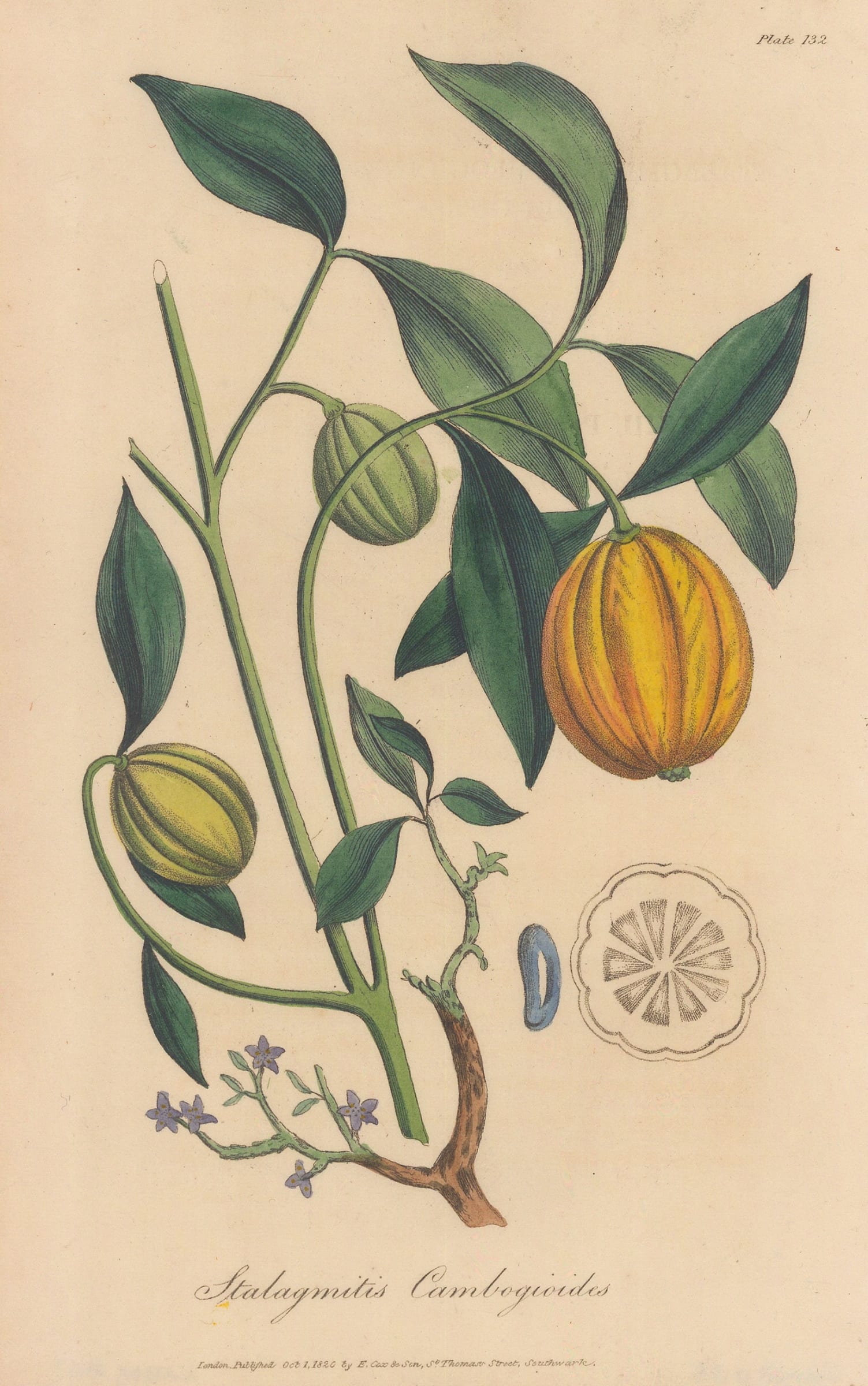 E. Cox & Son, Gamboge, 1821 | The Map House