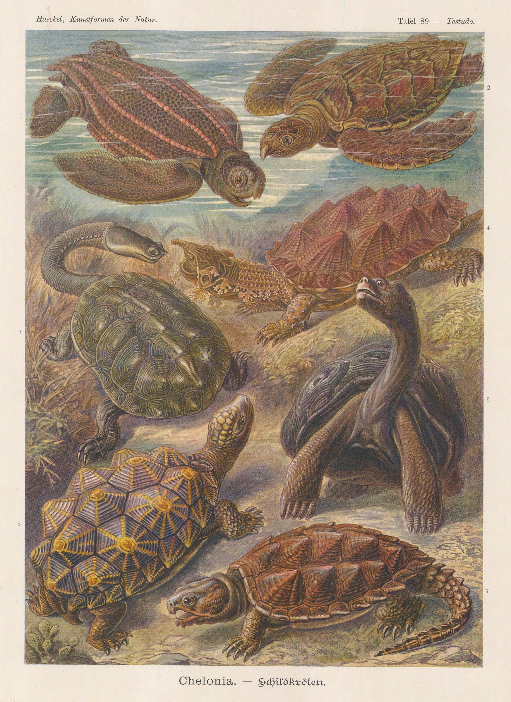 Ernst Haeckel, Turtles - Sea Turtles, 1904 | The Map House
