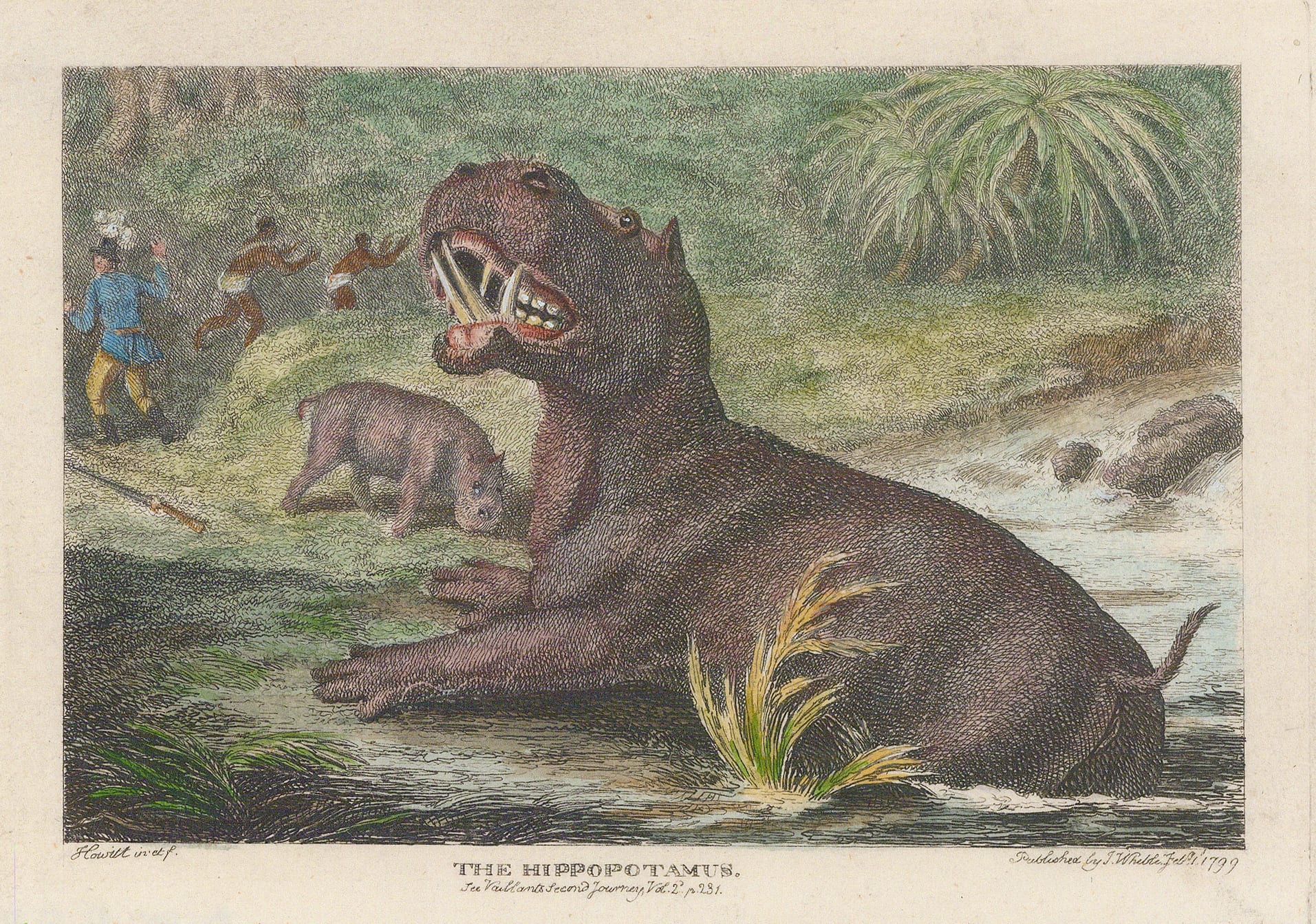 Howitt, Hippopotamus, 1799 | The Map House