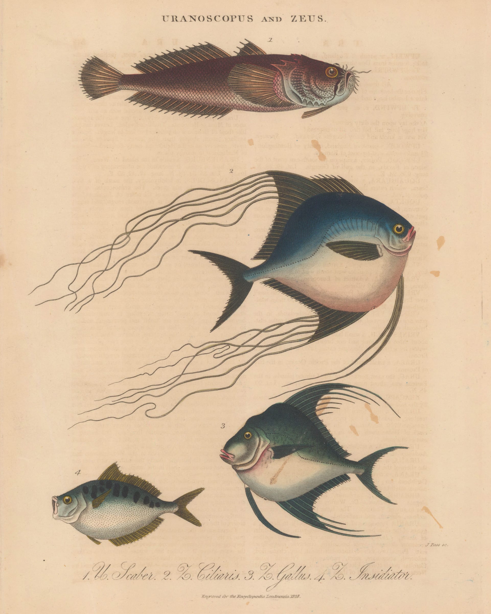 John Wilkes Stargazer Pompano Lookdown Ponyfish 1829 The Map House