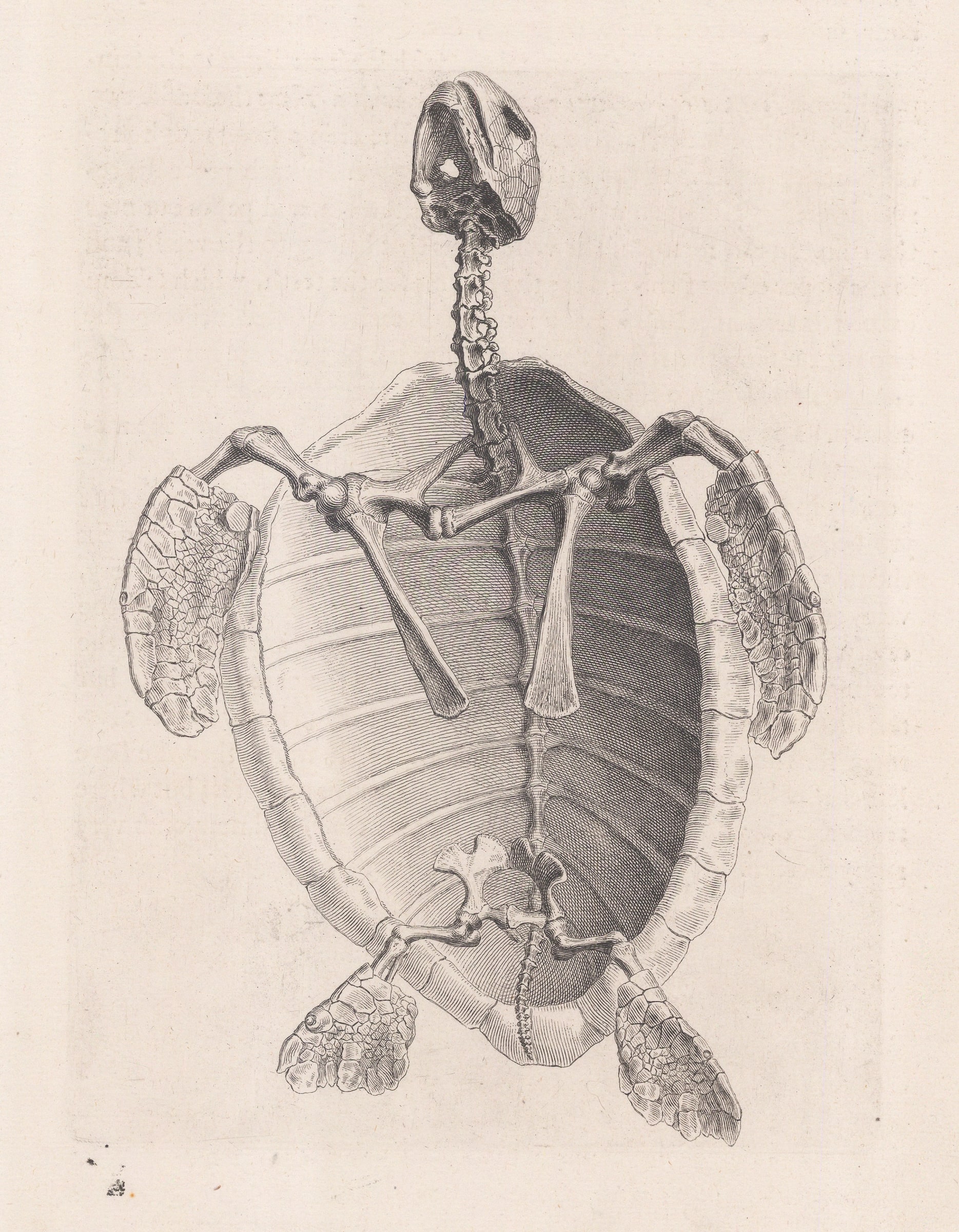 William Cheselden, Animal Anatomy - Turtle, 1733 | The Map House