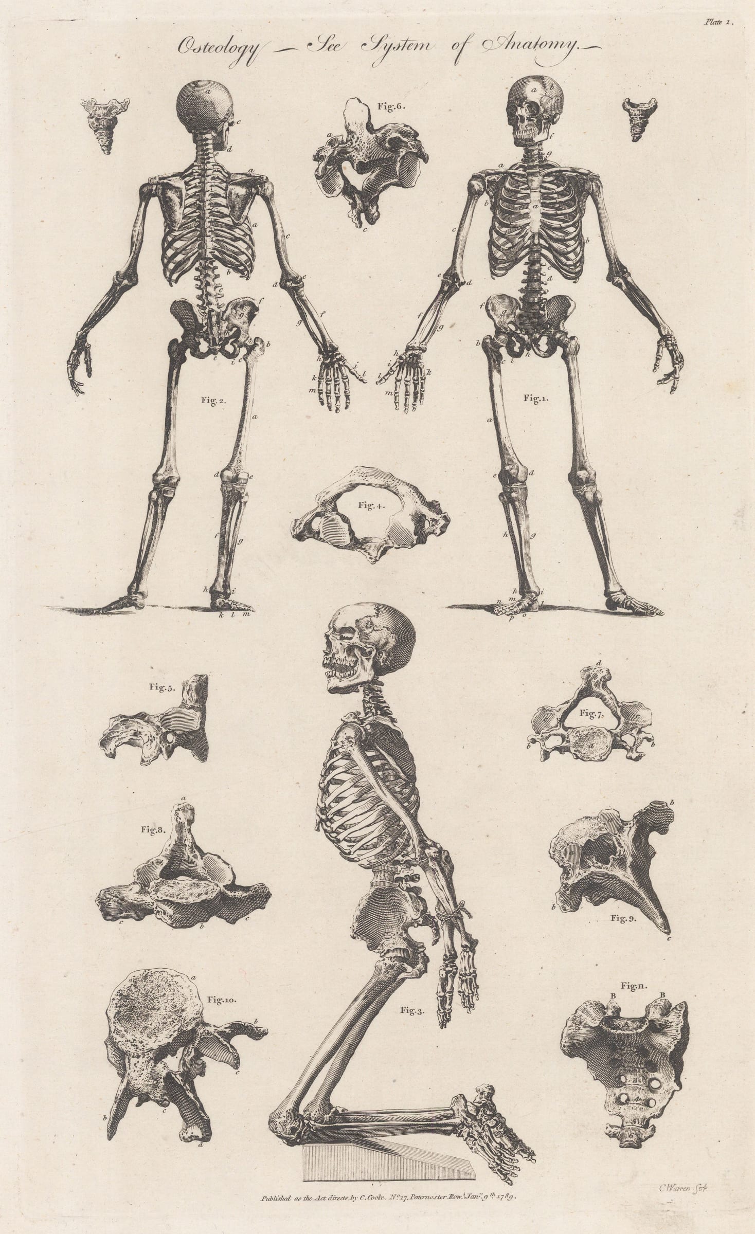 Charles Cooke, Anatomy - Osteology, 1789 | The Map House