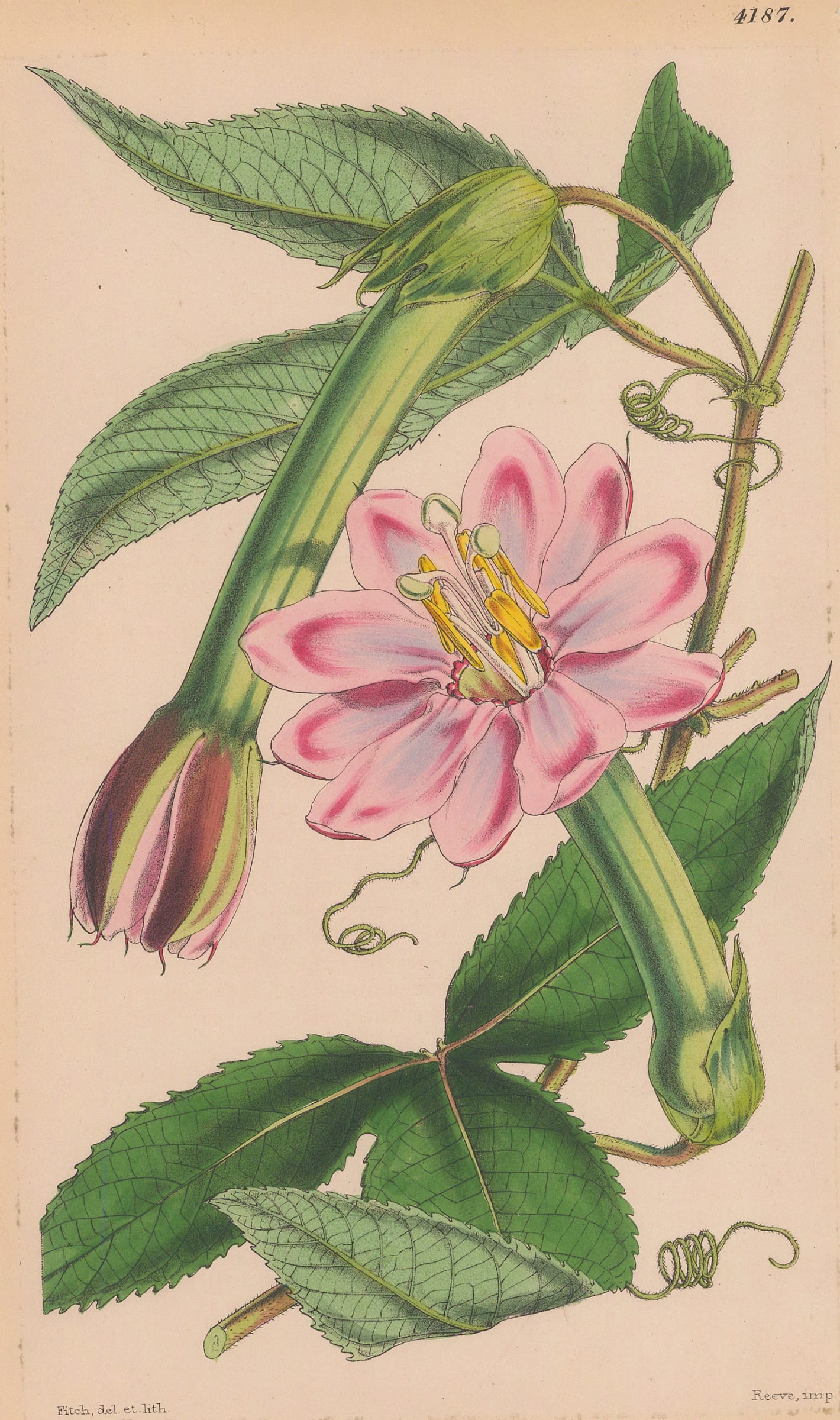 Samuel Reeves, Passionflower, 1845 | The Map House
