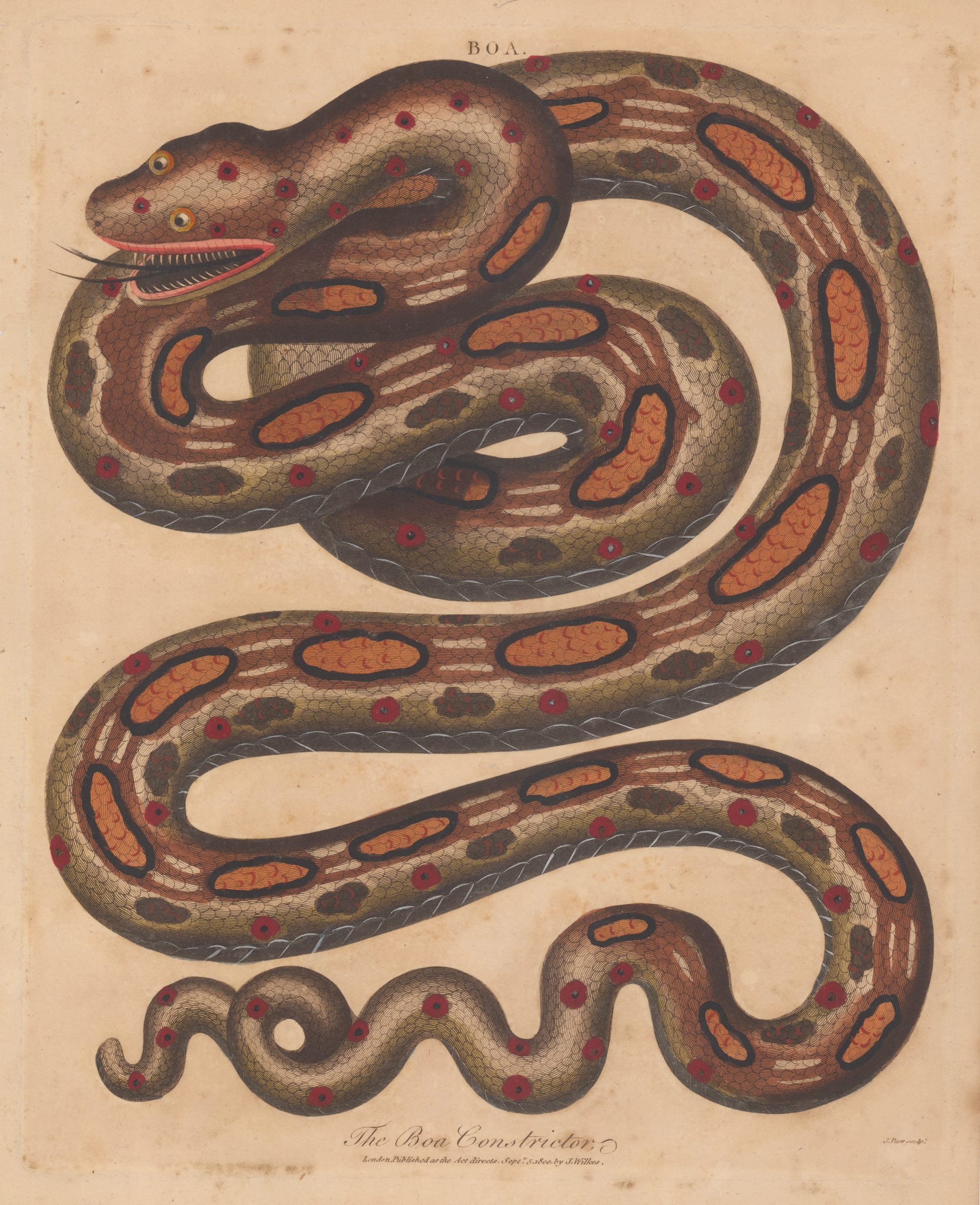 John Wilkes, Snake - Red tailed Boa, 1810 | The Map House