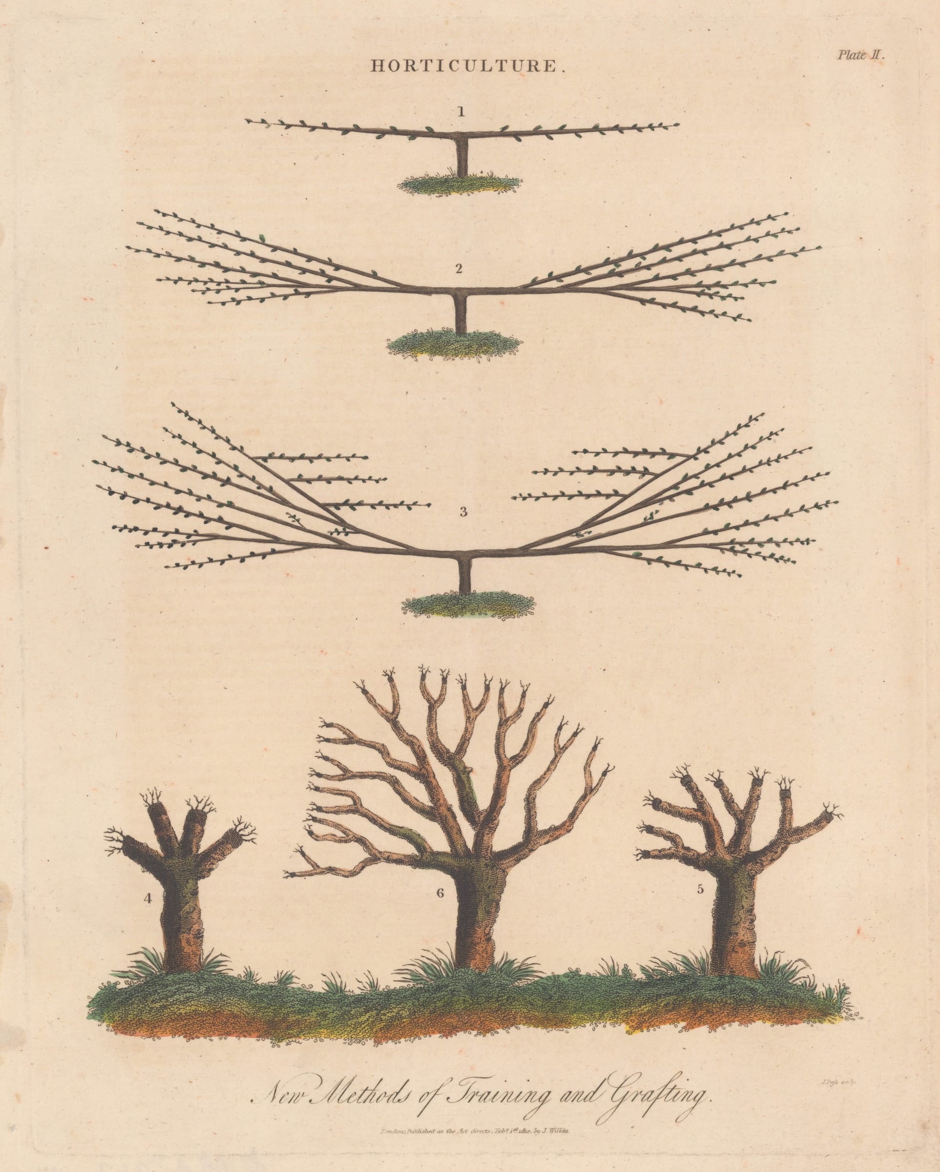 John Wilkes, Horticulture - Fruit Trees, 1811 | The Map House