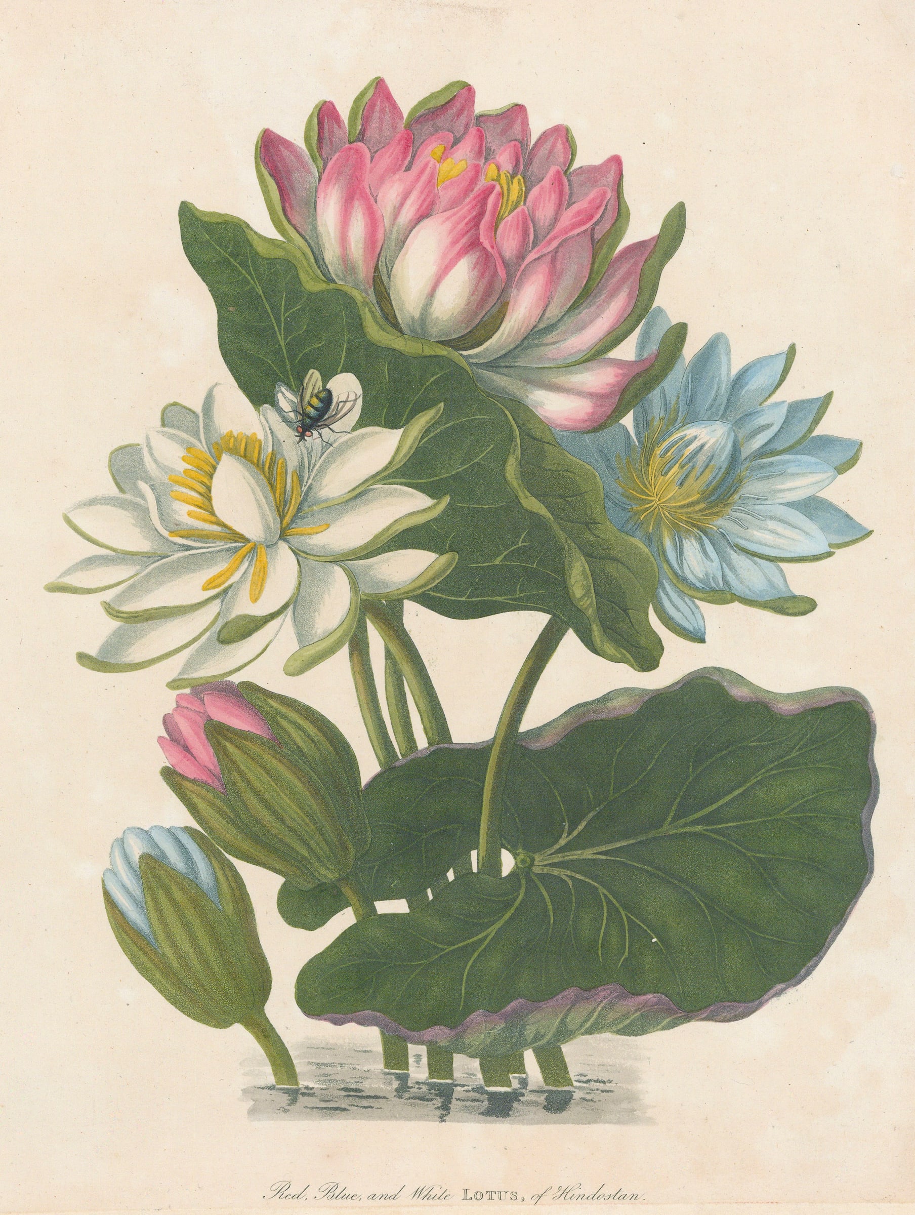James Forbes, Lotus - White, Red and Blue Lotuses, 1813 | The Map House