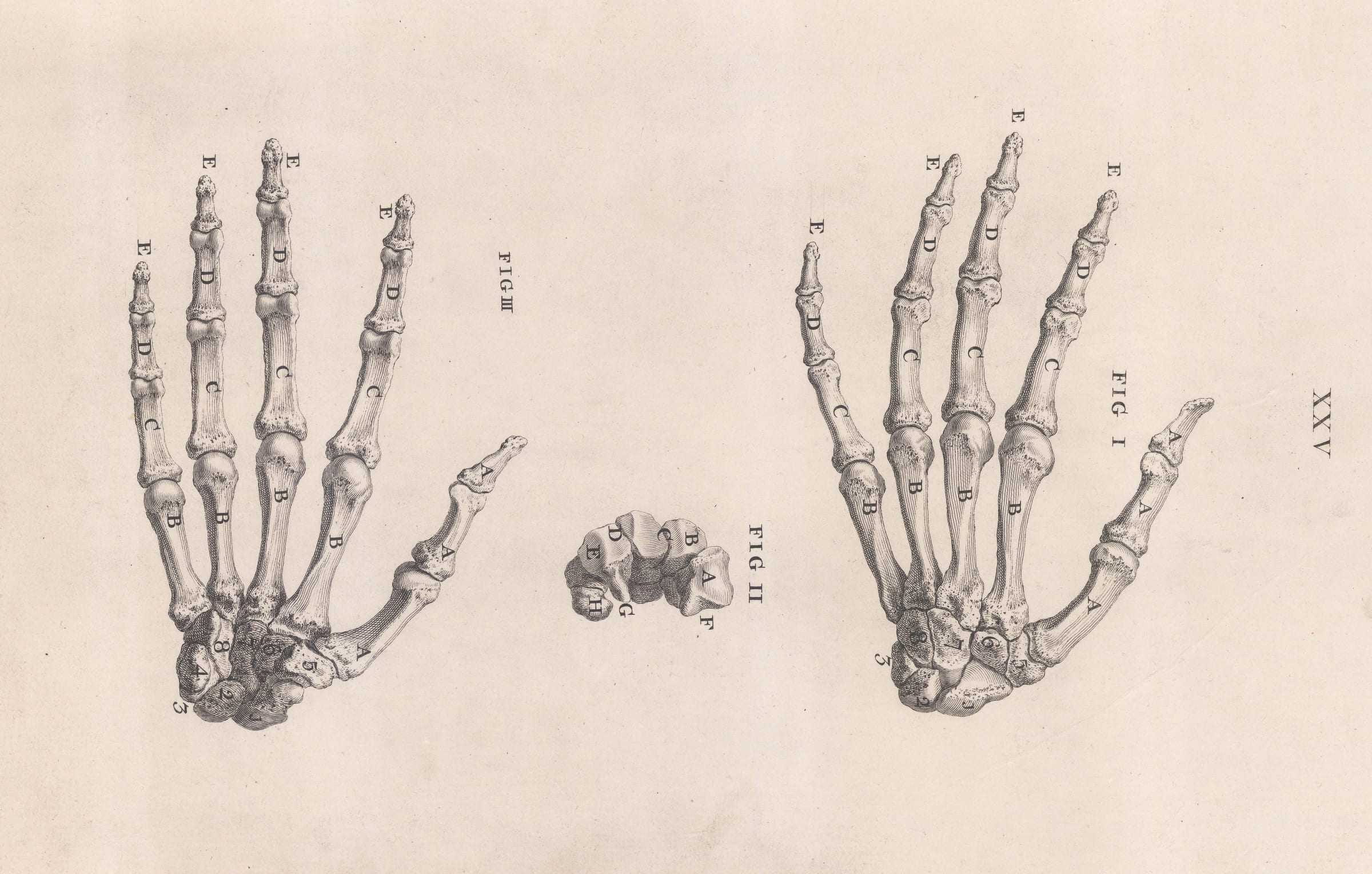 William Cheselden, Anatomy - Hand, 1733 | The Map House