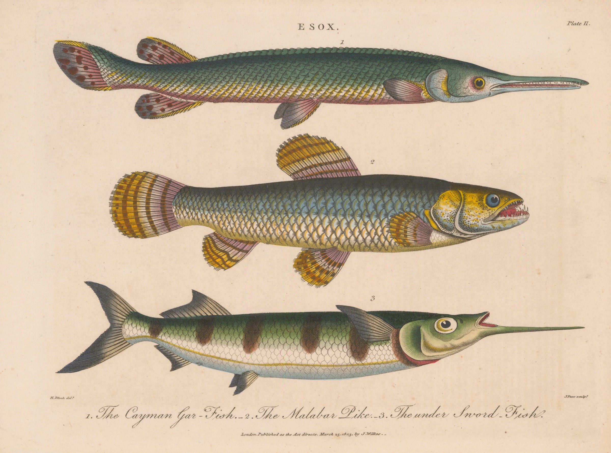 John Wilkes, Pike (Esox), 1829 | The Map House