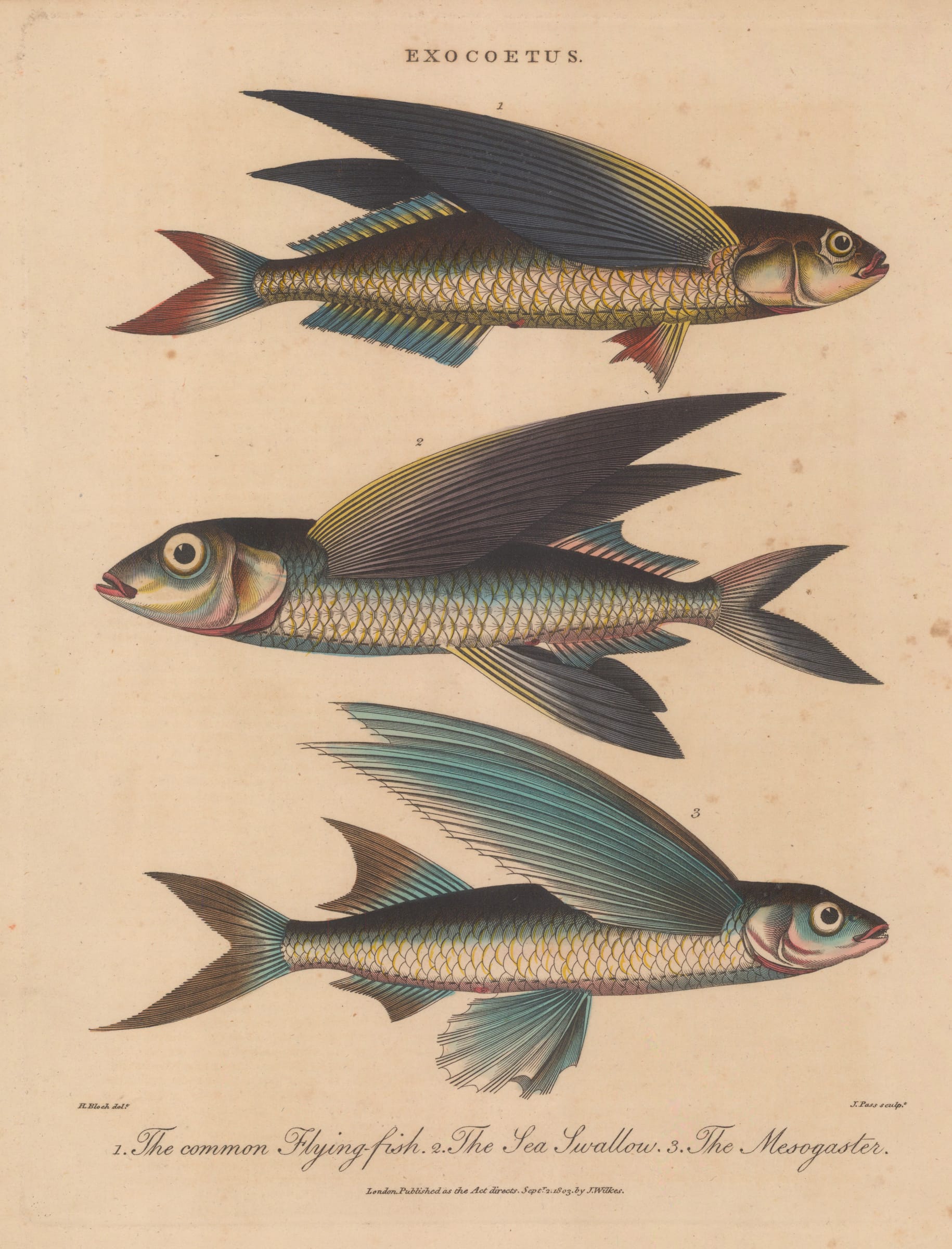 John Wilkes, Flying Fish, 1810 | The Map House