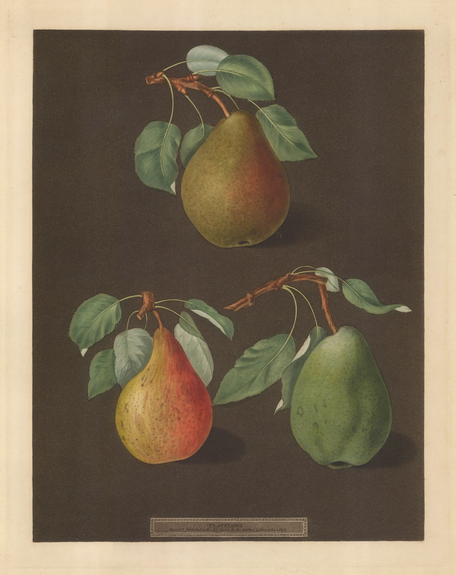 George Brookshaw, Pear - Varieties, 1812 | The Map House