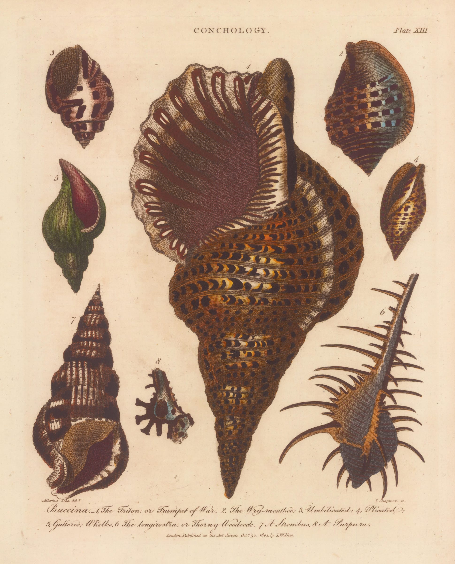 John Wilkes, Shells - Mollusks, 1810 | The Map House