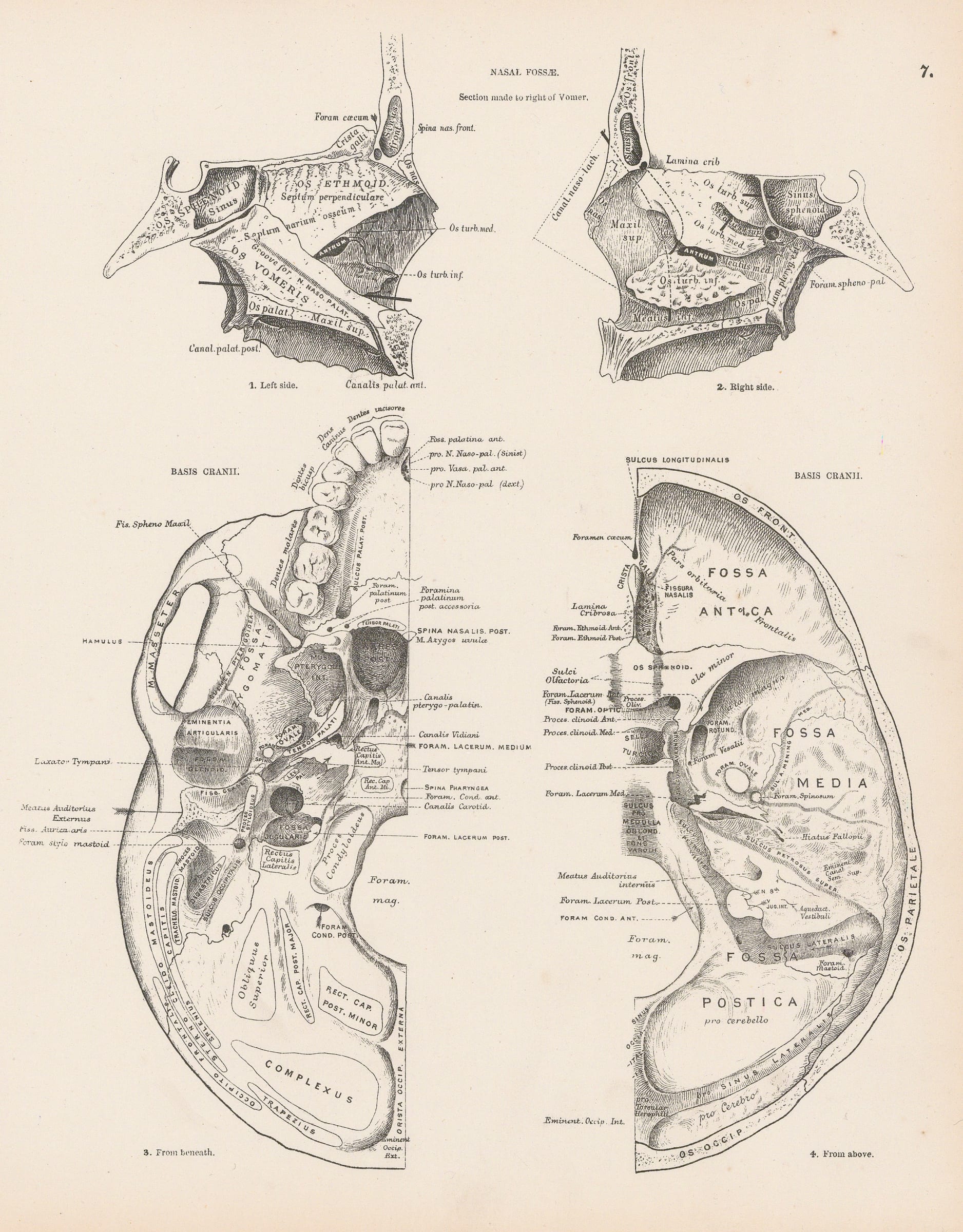Smith, Elder & Co., Anatomy - Nose, Nasal cavity, 1880 | The Map House