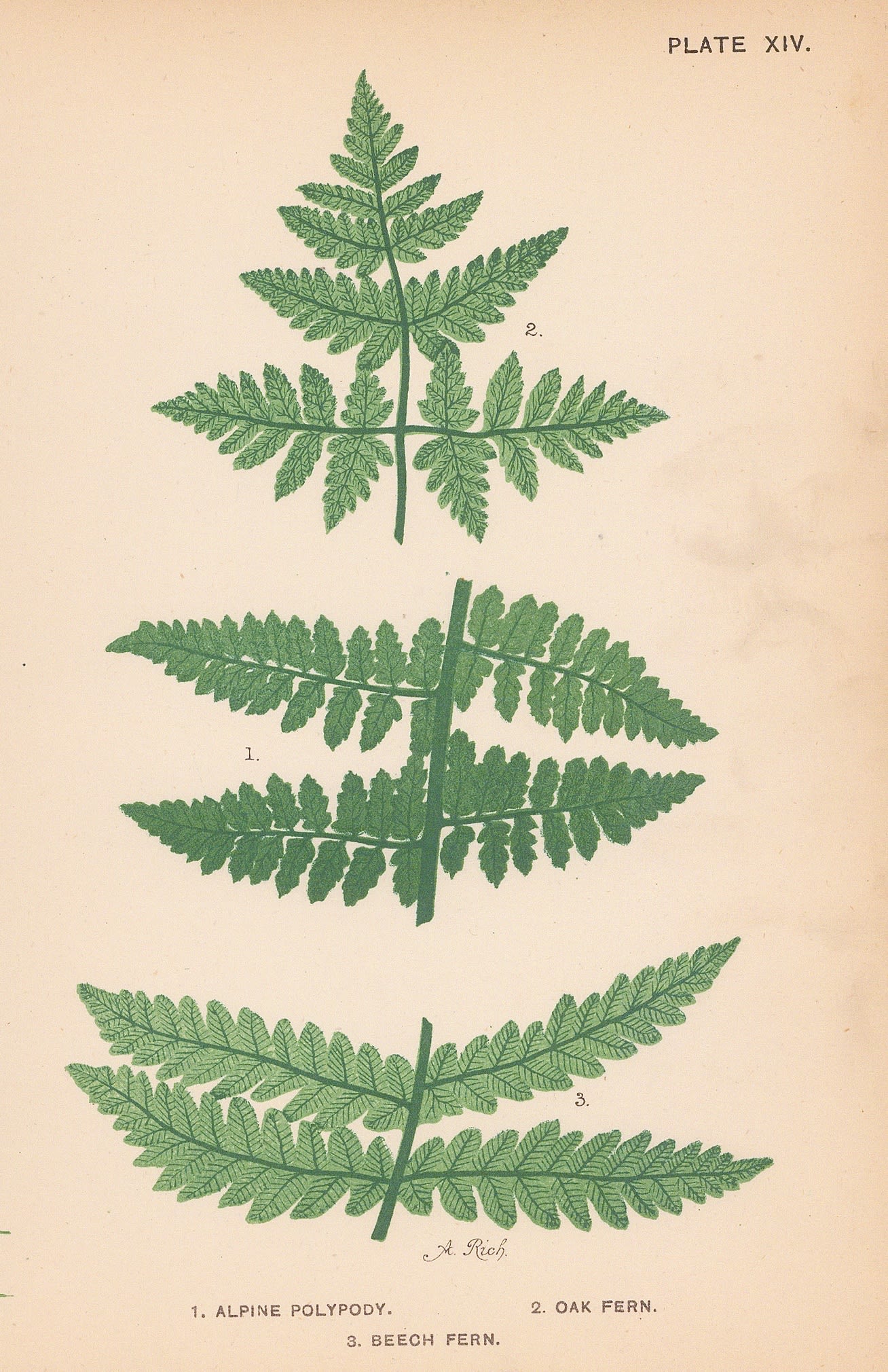 Phoebe Lankester, Ferns, 1890 | The Map House