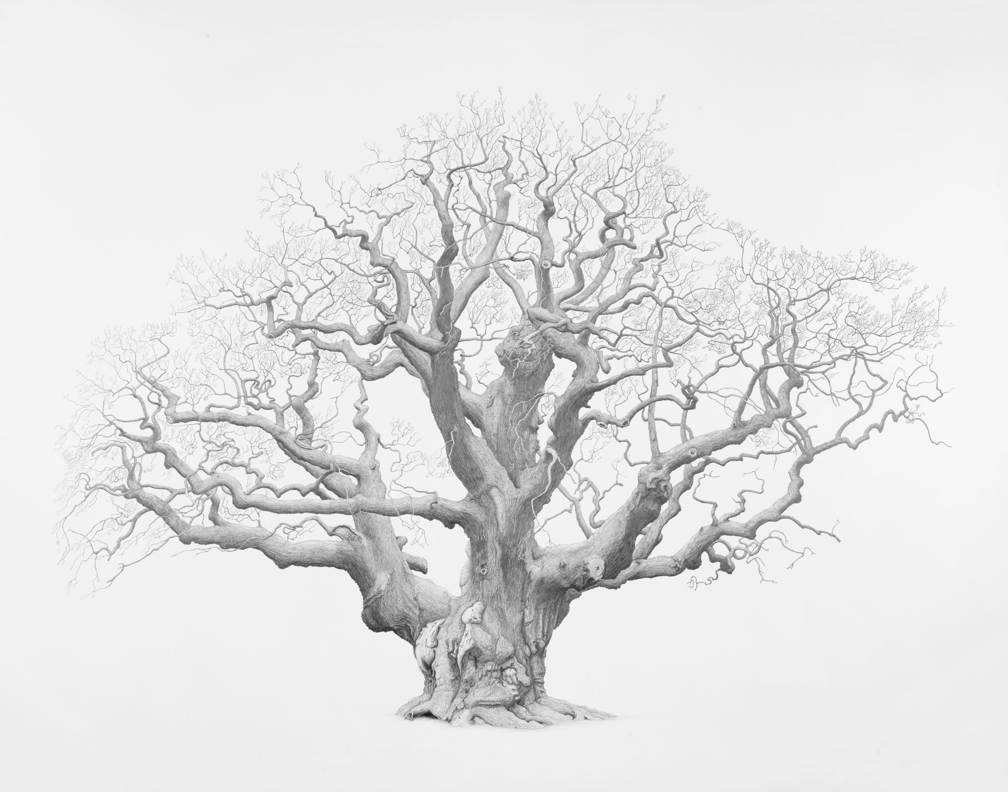 Mark Frith, The Major Oak, Nottingham | The Tree Art Gallery