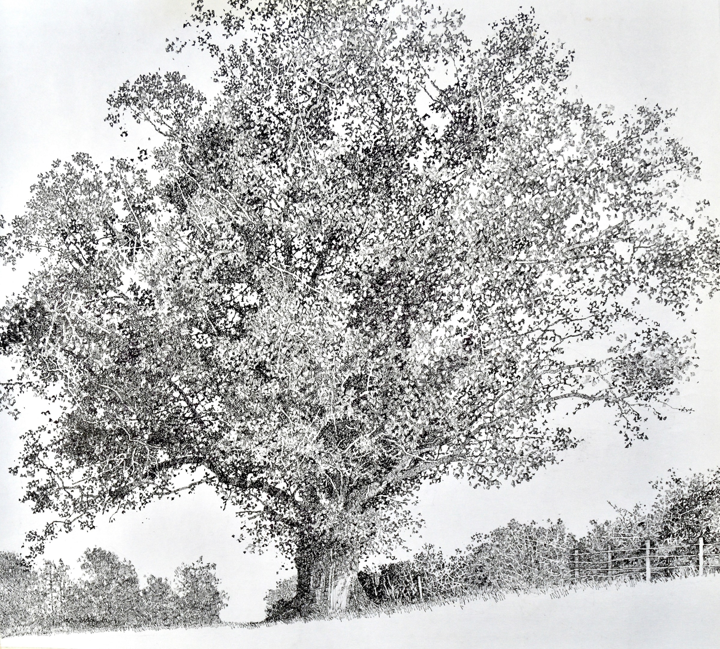 Ian Sidaway, Petworth Park Oak | The Tree Art Gallery