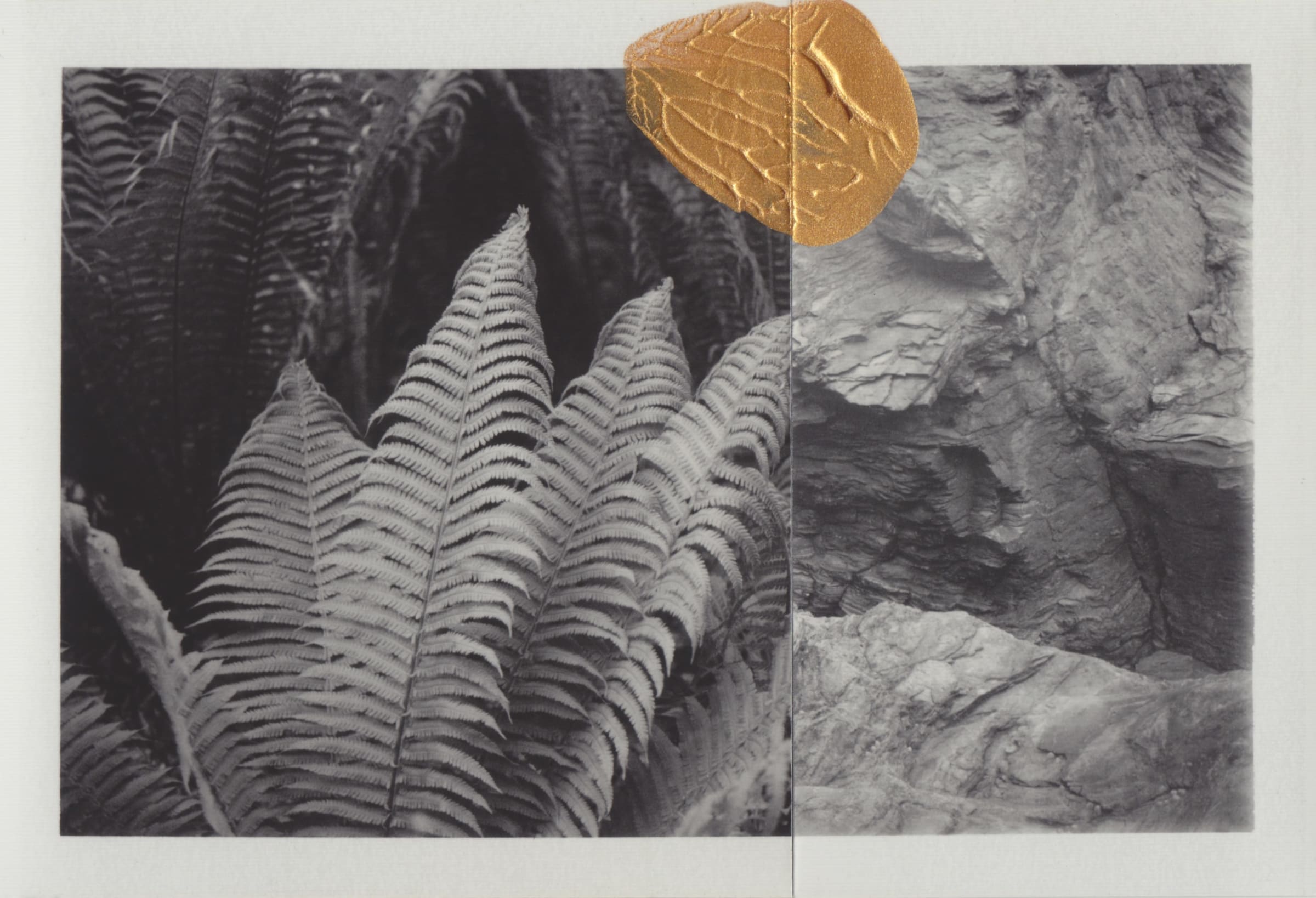 Cyrus Mahboubian, Ferns/Rockface (Gold), 2024 | Print Sales Gallery ...