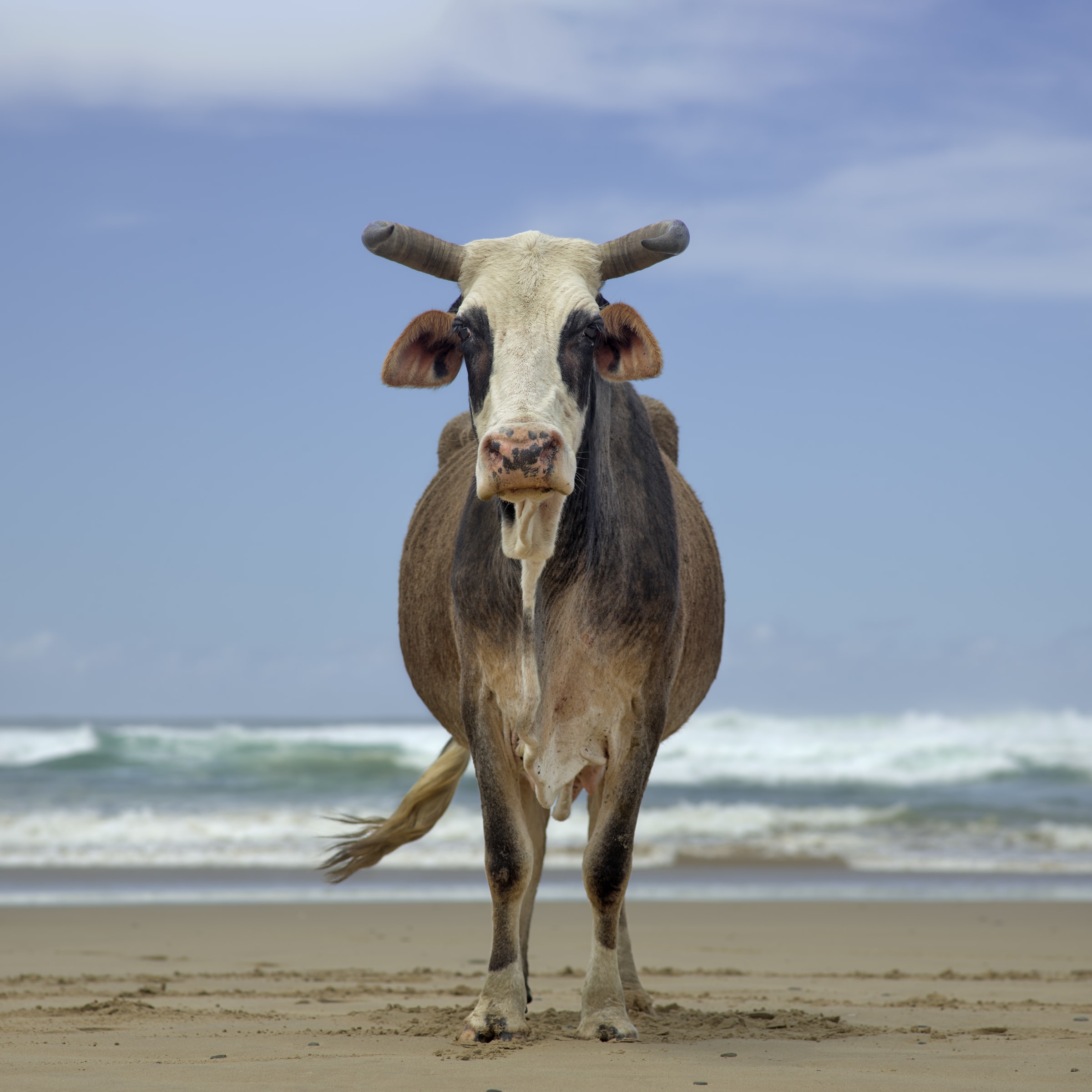 Daniel Naudé, Xhosa cow on the shore. Noxova, Eastern Cape, South ...