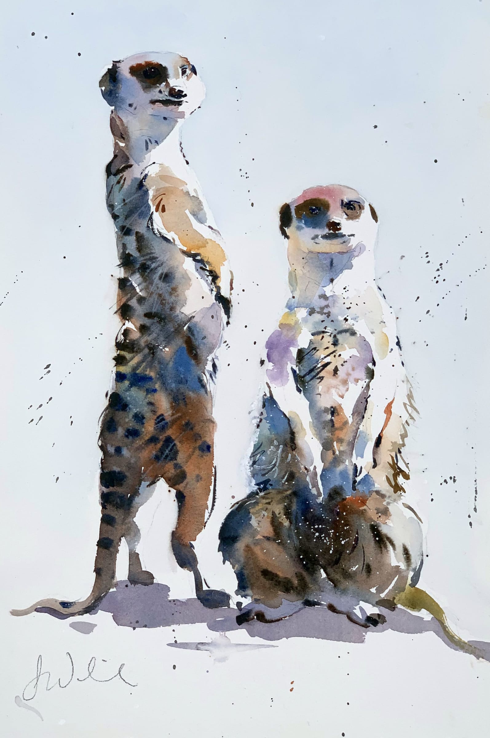 Jake Winkle, MEERCAT LOOK OUTS