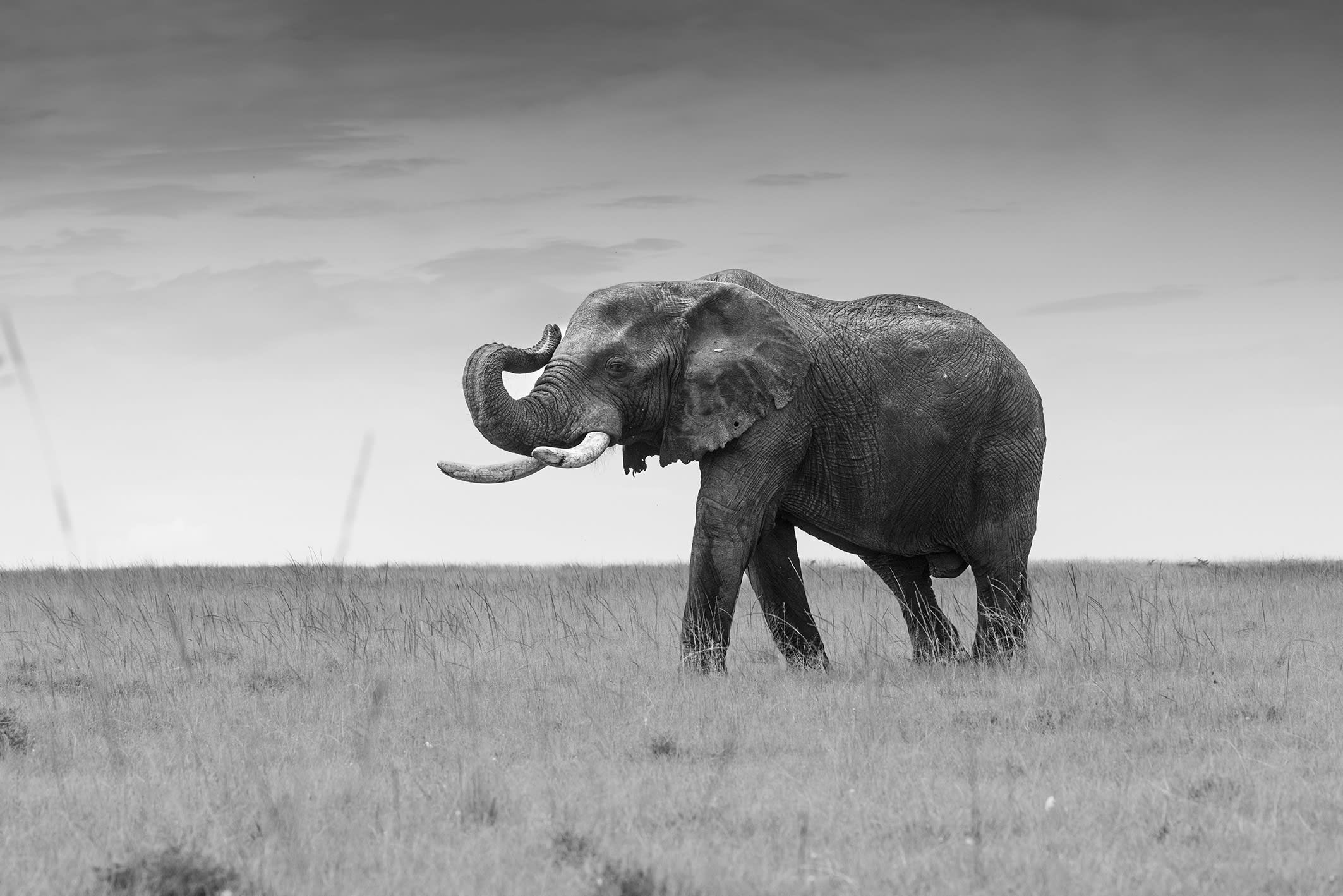 Kate Lloyd, African Elephant 2, 2024 | Fitzwalls