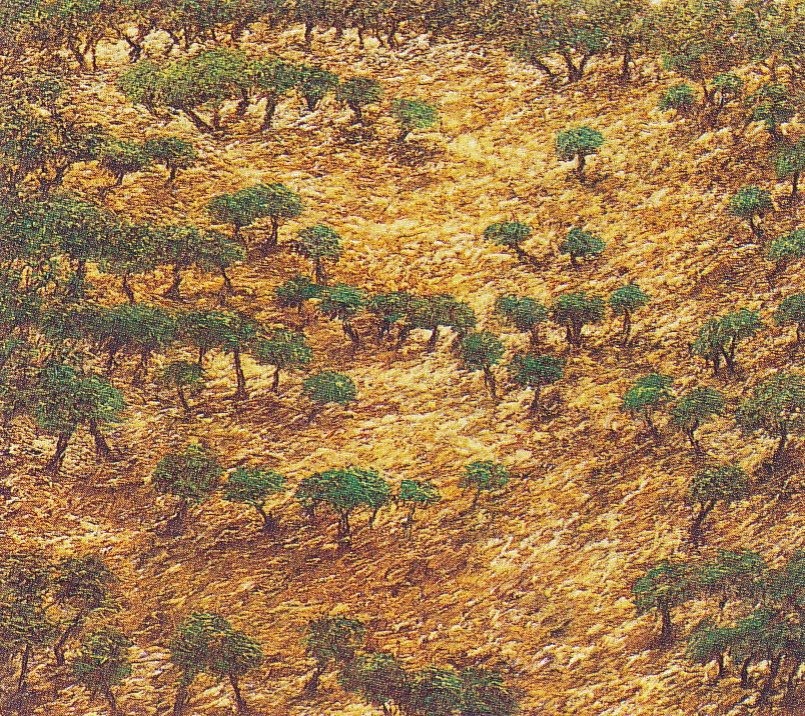 Works - Paramjit Singh: Exhibition of Paintings, Oils, and Oil Pastels ...