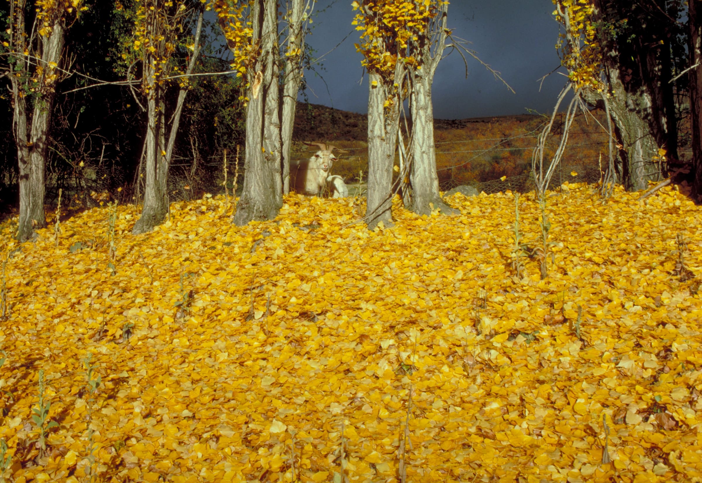 Robin Morrison | {Suite} Gallery