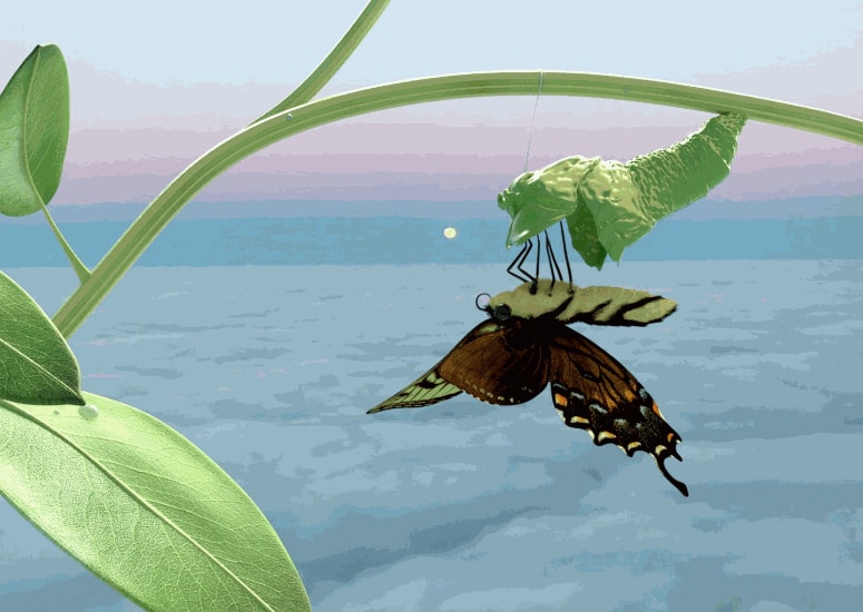 Francesca Gabbiani | Baert Gallery