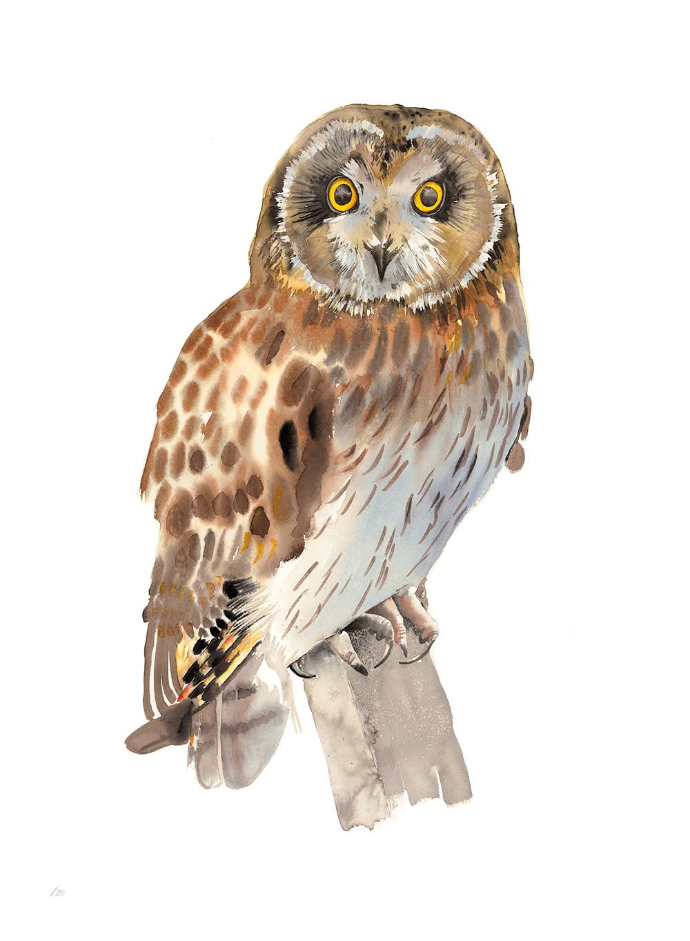 Jim Moir at Grosvenor Gallery