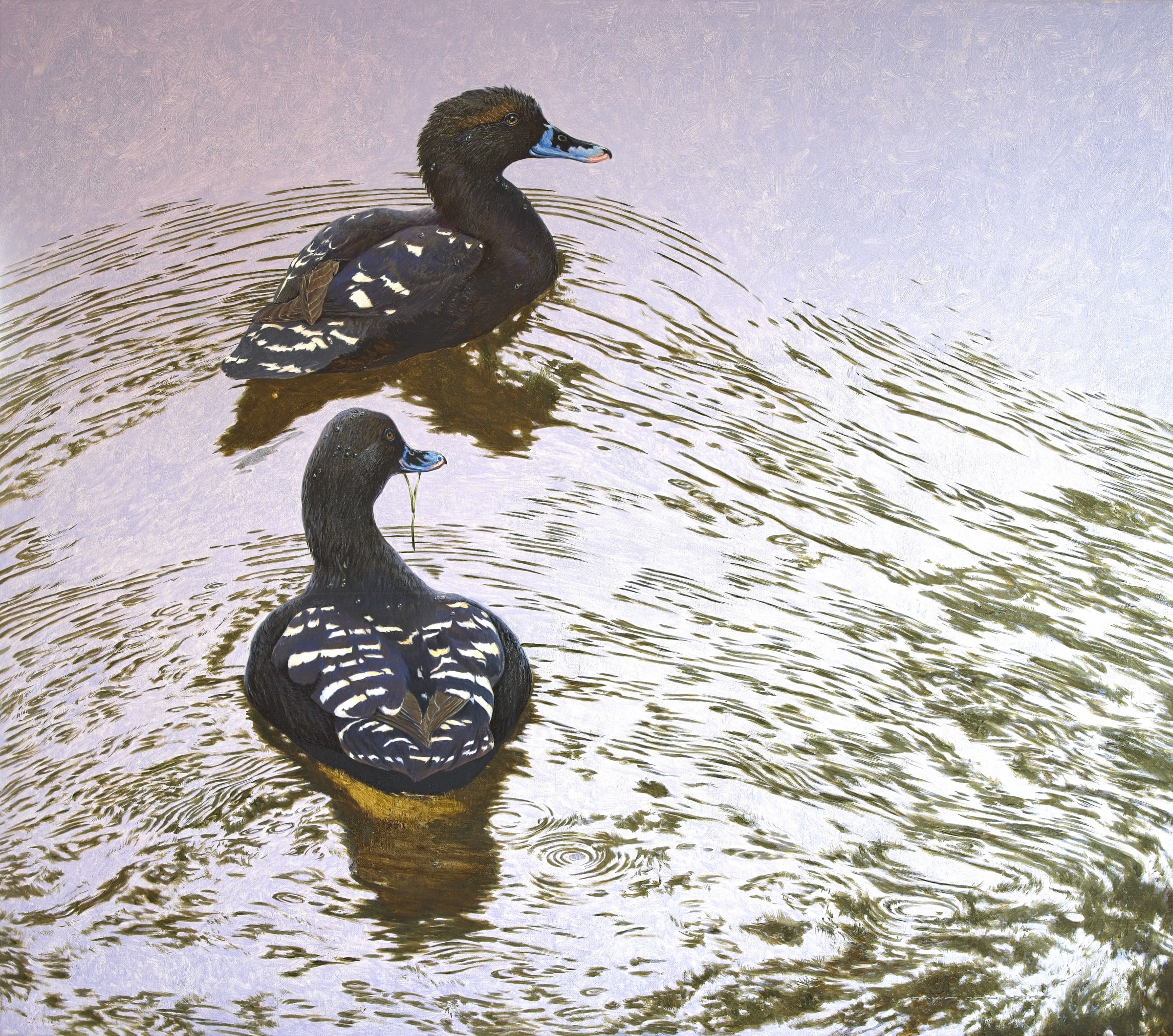 David Ord Kerr, Dabbling for weed, African black duck | Rountree Tryon