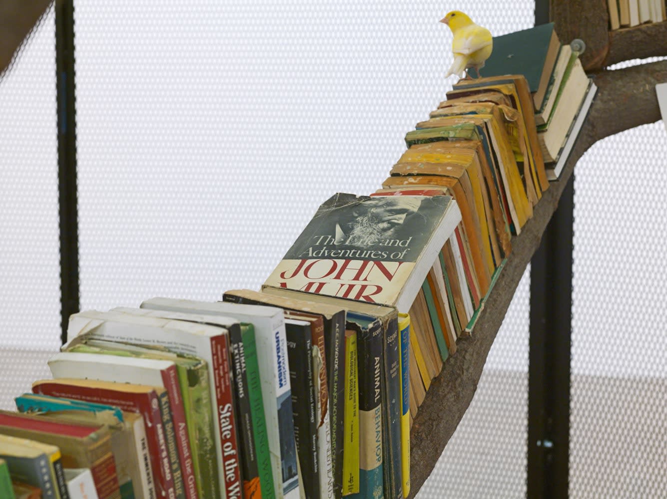 MARK DION: THE LIBRARY FOR THE BIRDS OF NEW YORK AND OTHER MARVELS ...