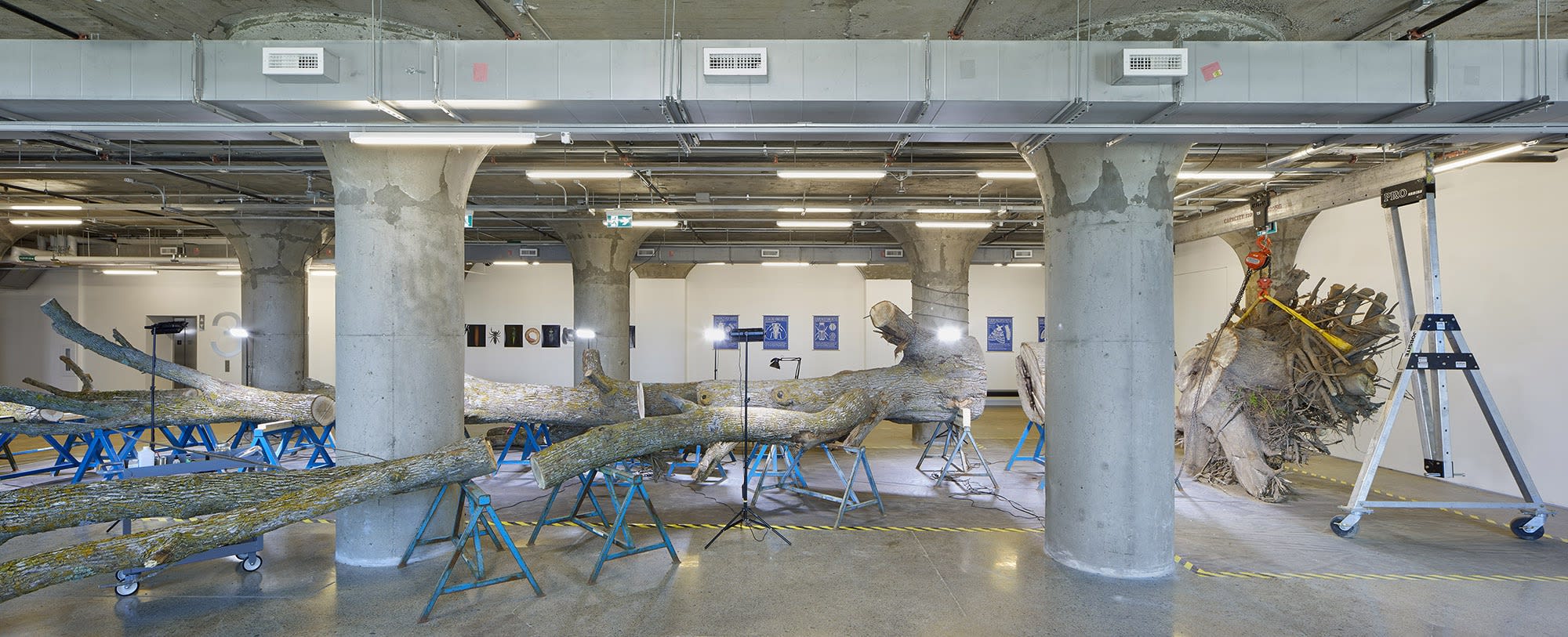 MARK DION: THE LIFE OF A DEAD TREE | May 23 - July 30, 2019 | Tanya ...