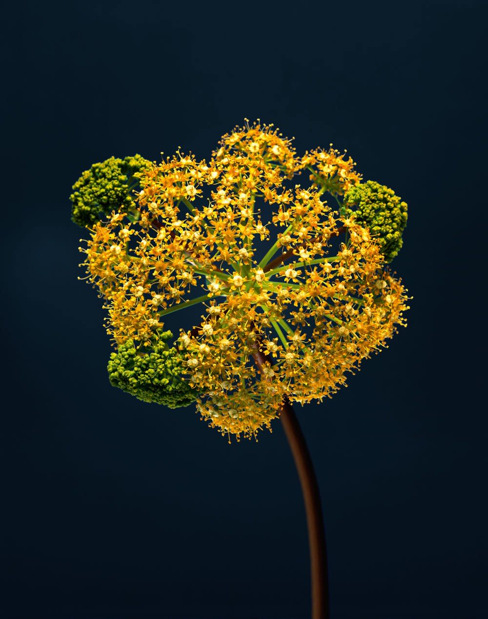 Erwan Frotin, Ferula communis, 2007 | M+B Photo