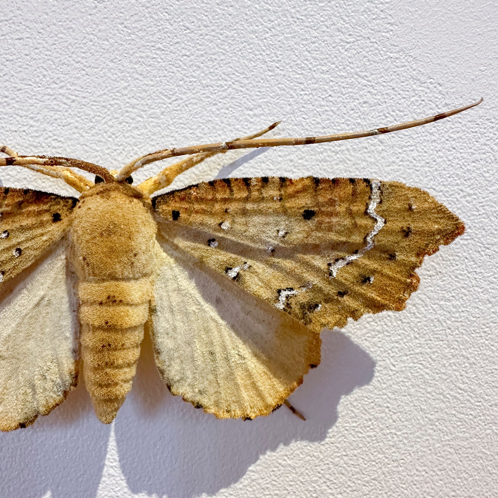 Elizabeth Thomson, Pūrēhua, Koromiko Rd 1, 2022/2023 | The Central