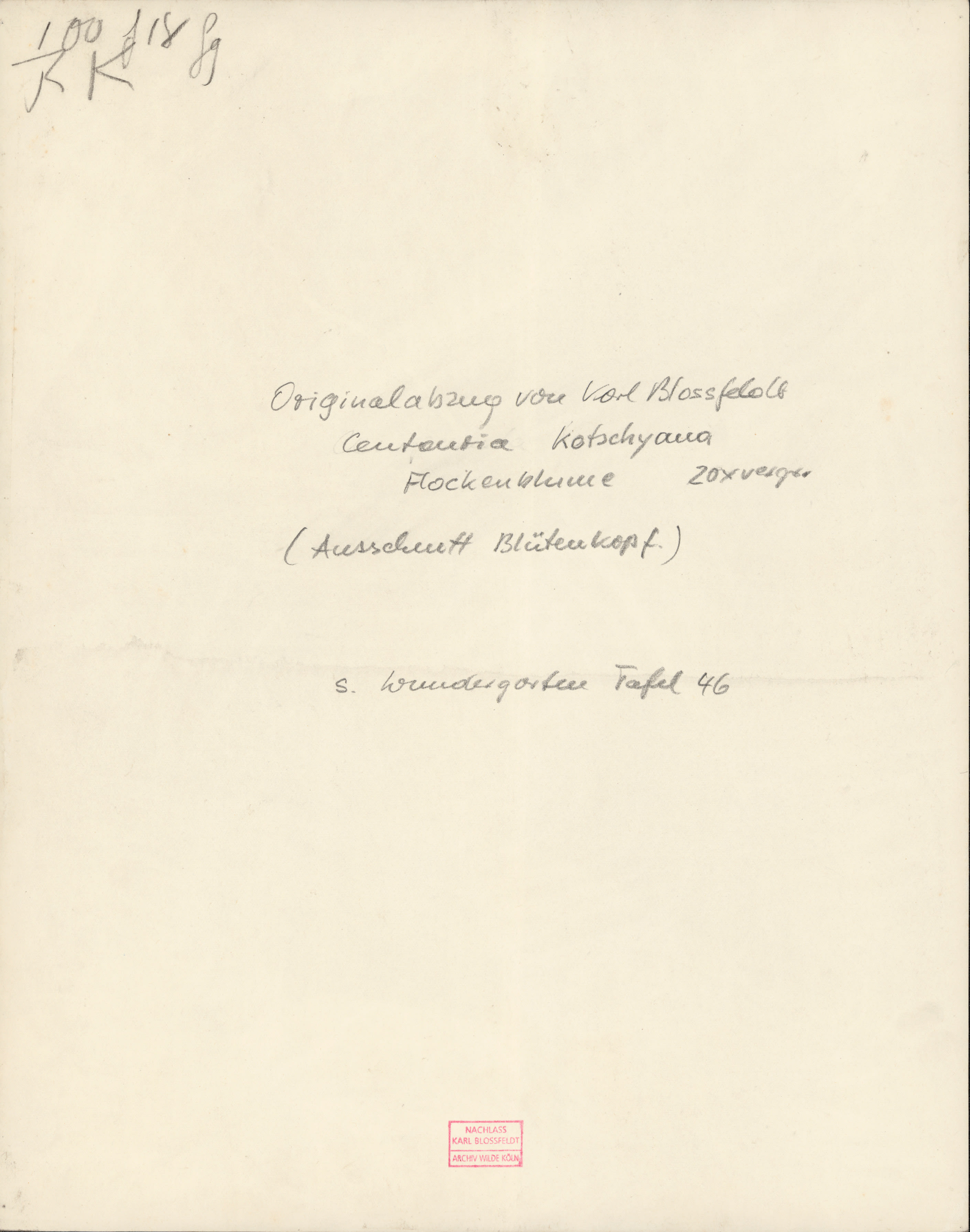 Karl Blossfeldt, Centaurea kotschyana, 1915-1925 | Bruce Silverstein