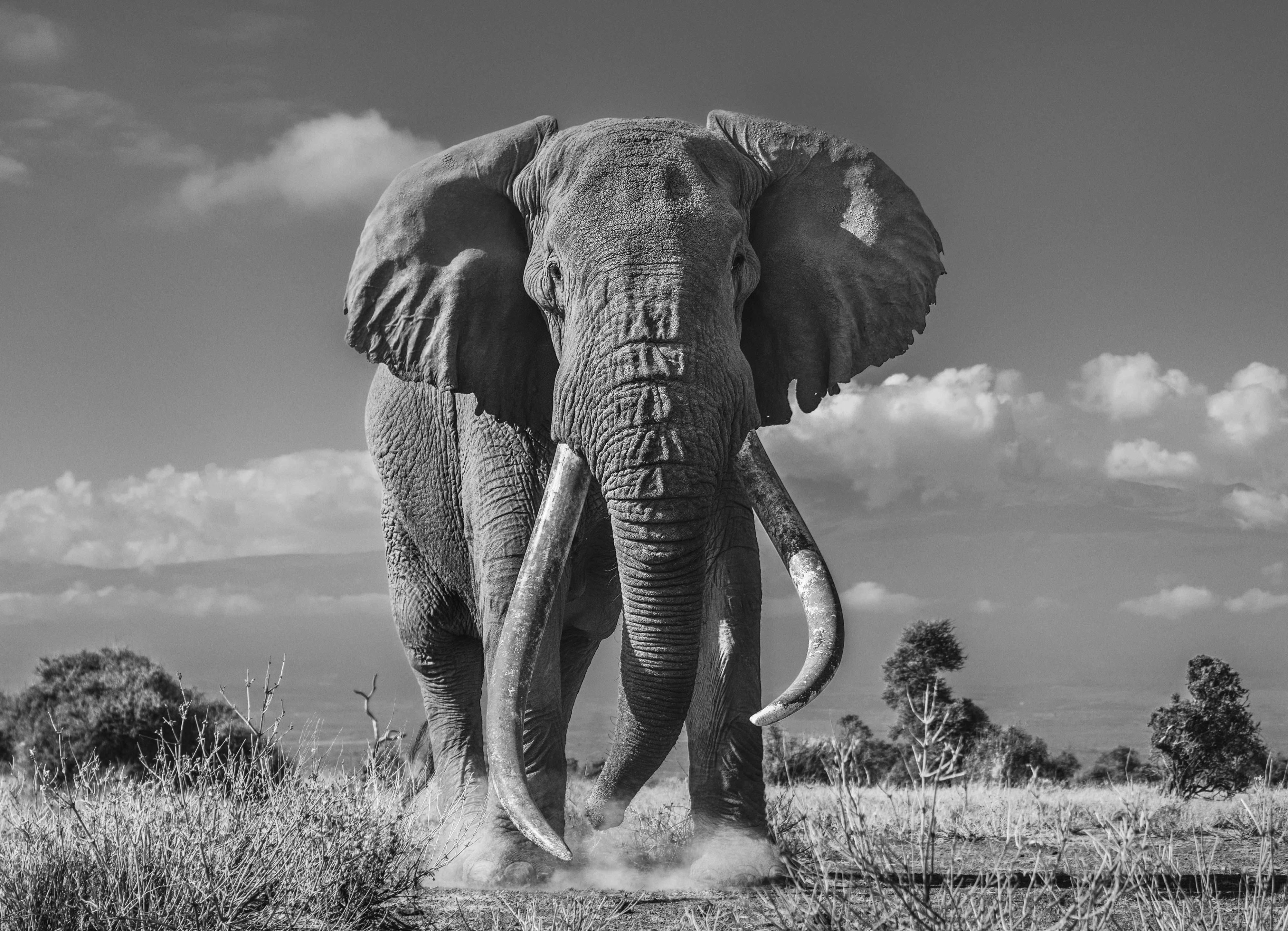 David Yarrow, Tim, 2019 | Casterline|Goodman Gallery