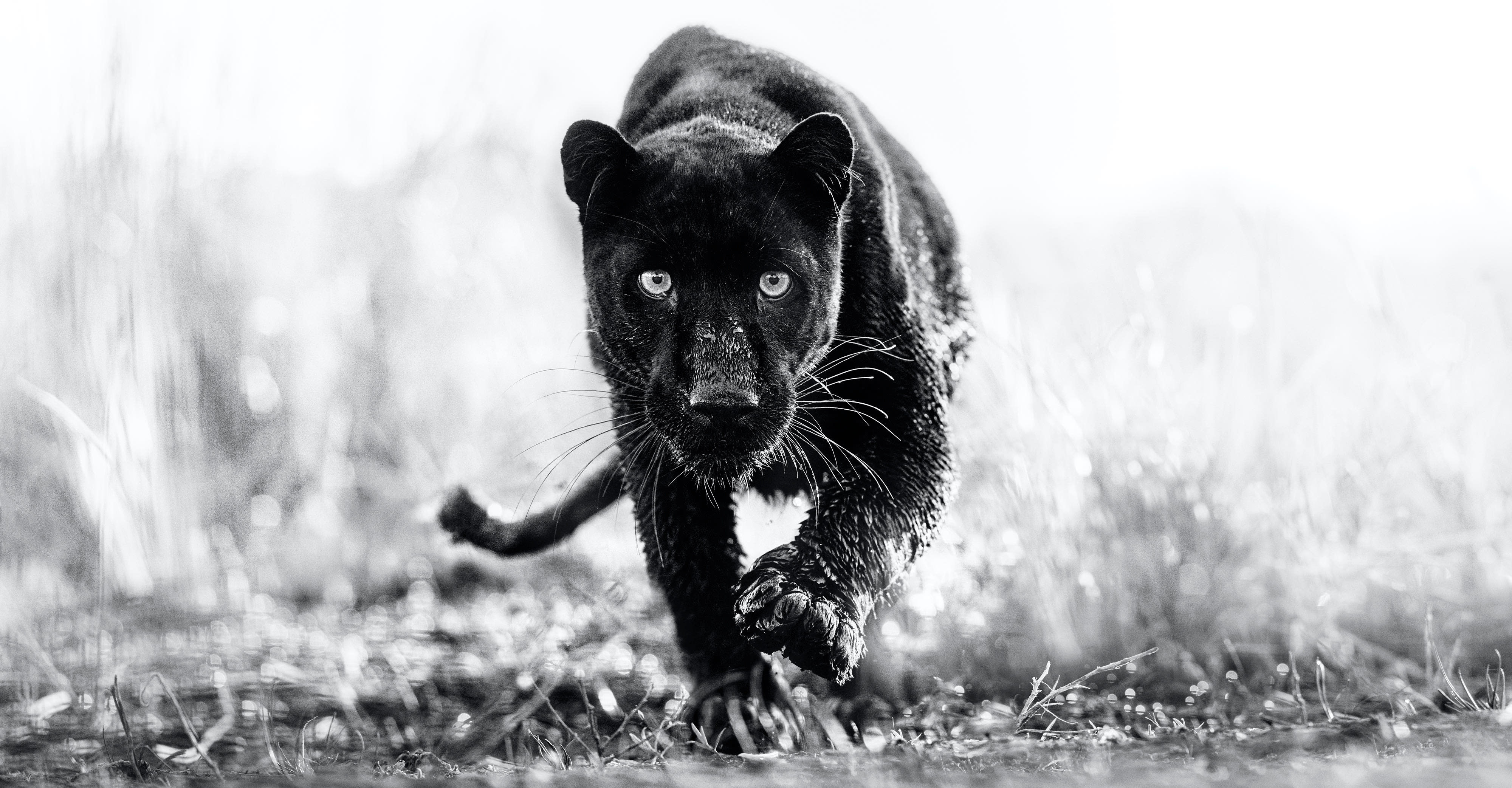 David Yarrow, T’Challa, 2022 | Casterline|Goodman Gallery