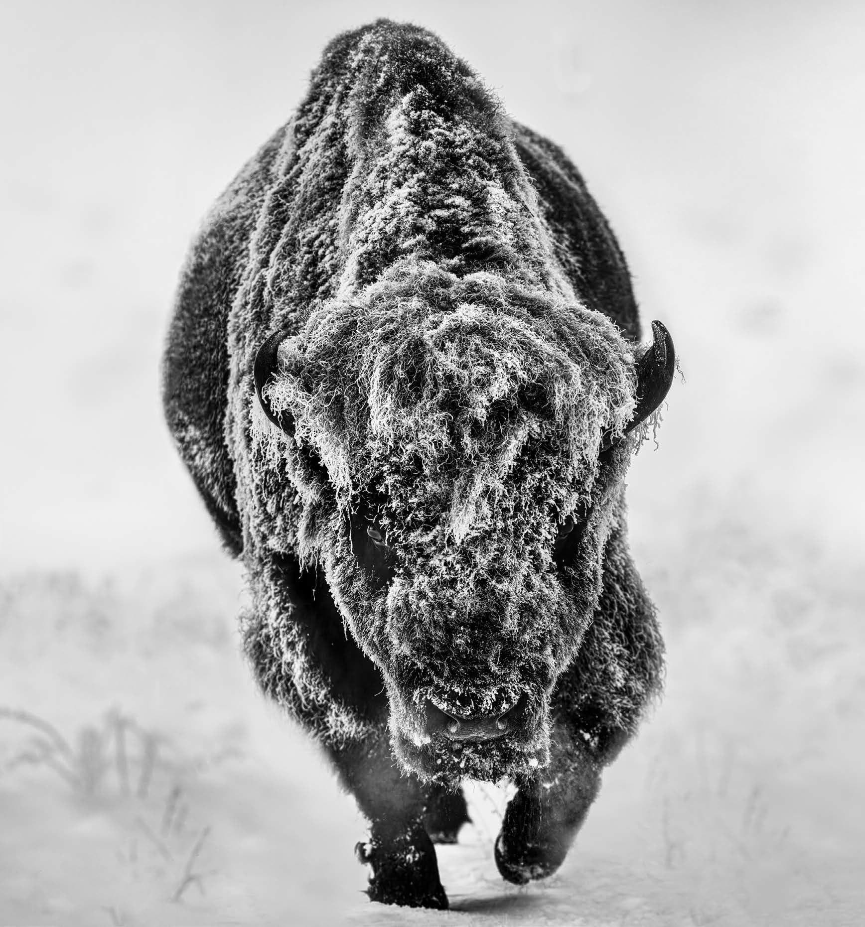 David Yarrow, American Primeval, 2025 | Casterline|Goodman Gallery