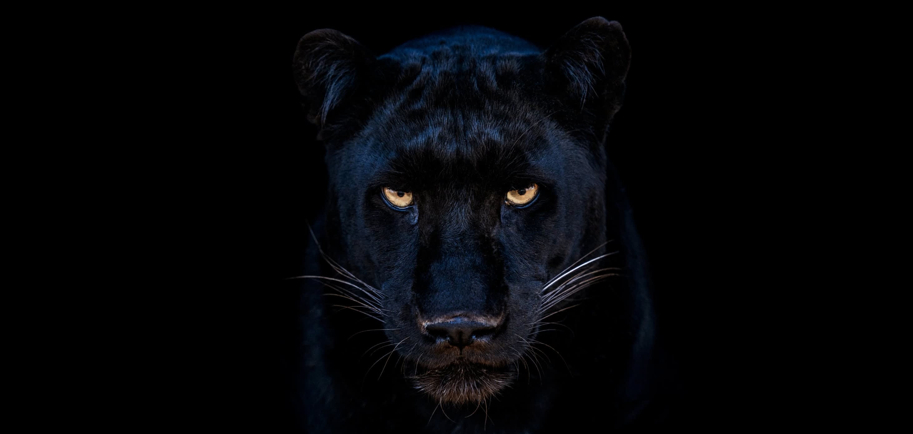 David Yarrow, The Black Panther Club, 2025 | Casterline|Goodman Gallery