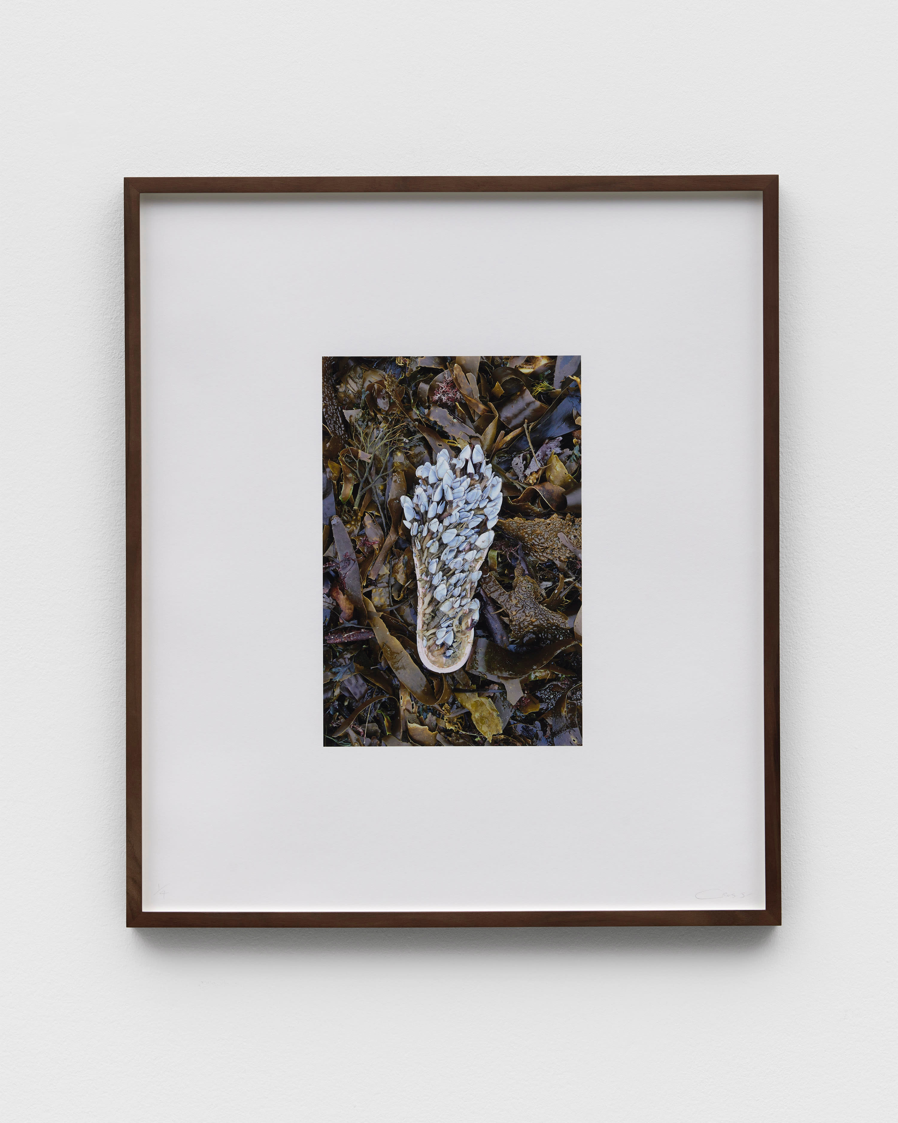 DOROTHY CROSS, Insole (Goose Barnacles), 2021 | Frith Street Gallery