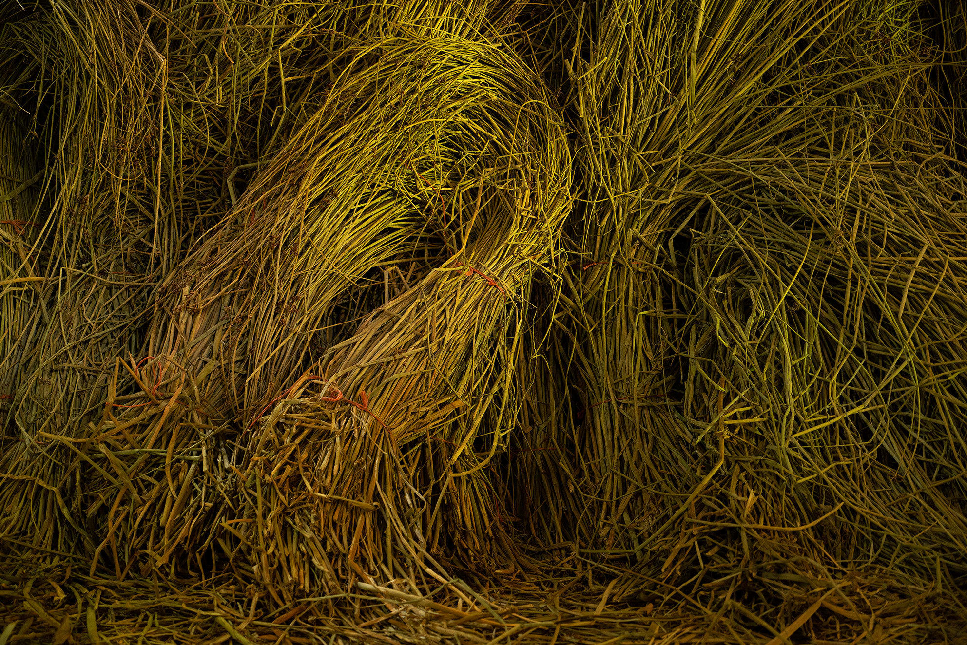 BRIDGET SMITH, Harvest II, 2022 | Frith Street Gallery