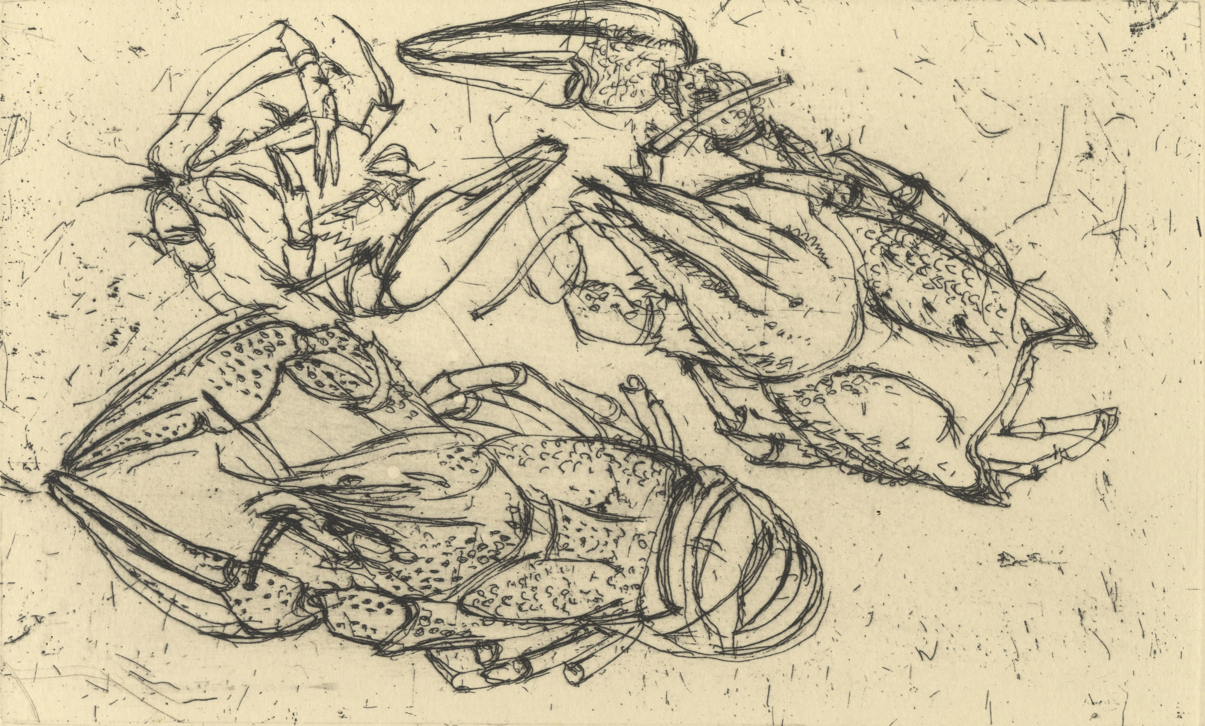 Elizabeth Blackadder, Munida Rugosa, 2013 | shop.glasgowprintstudio.co.uk