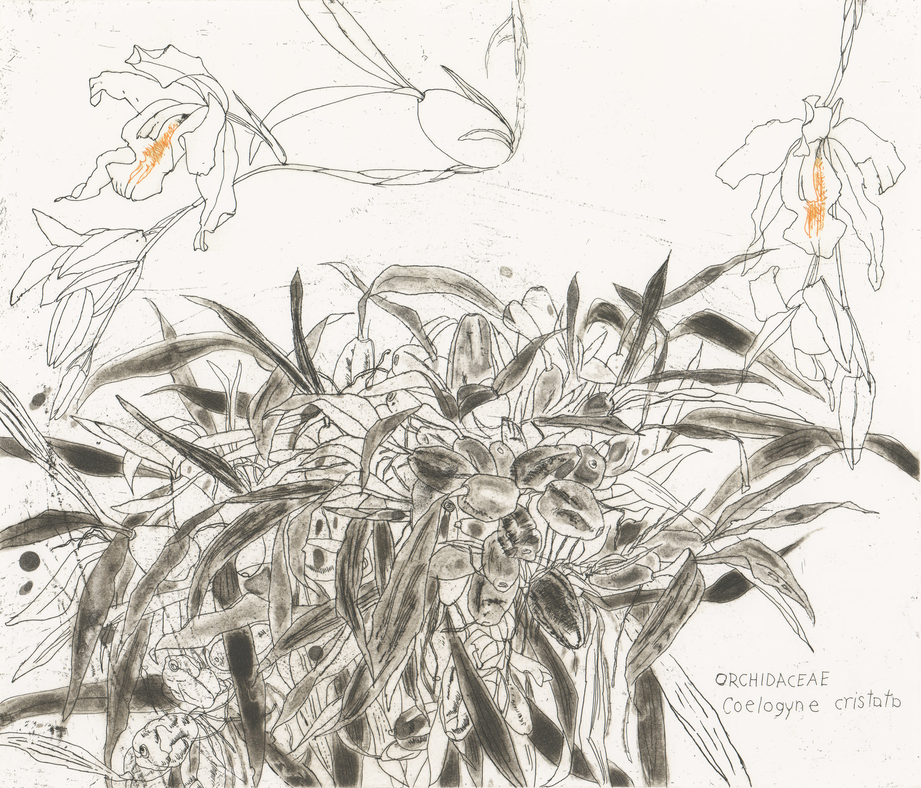 Elizabeth Blackadder, Orchidaceae Coelogyne Cristata, 1999 | shop ...